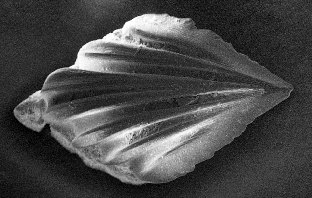 Thelodus laevis | Fossiilid.info