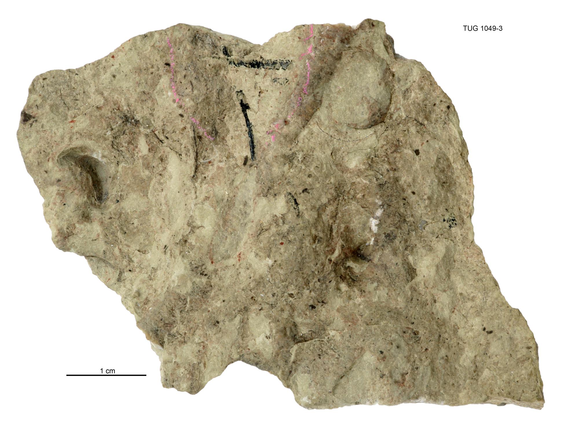 Graptoloidea | Fossiilid.info