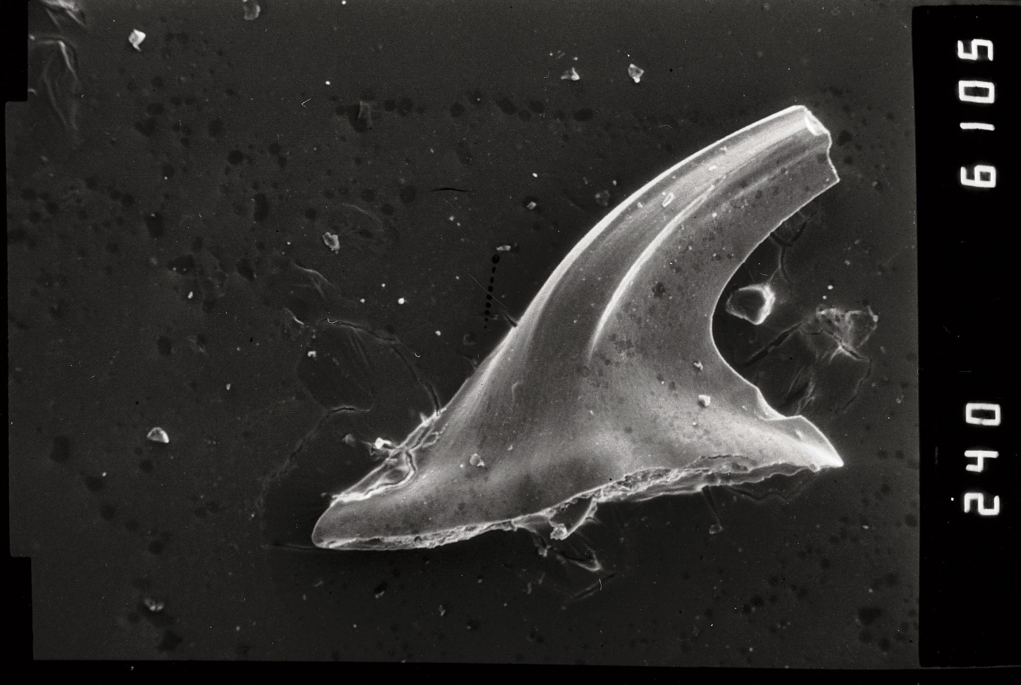 Oelandodus | Fossiilid.info