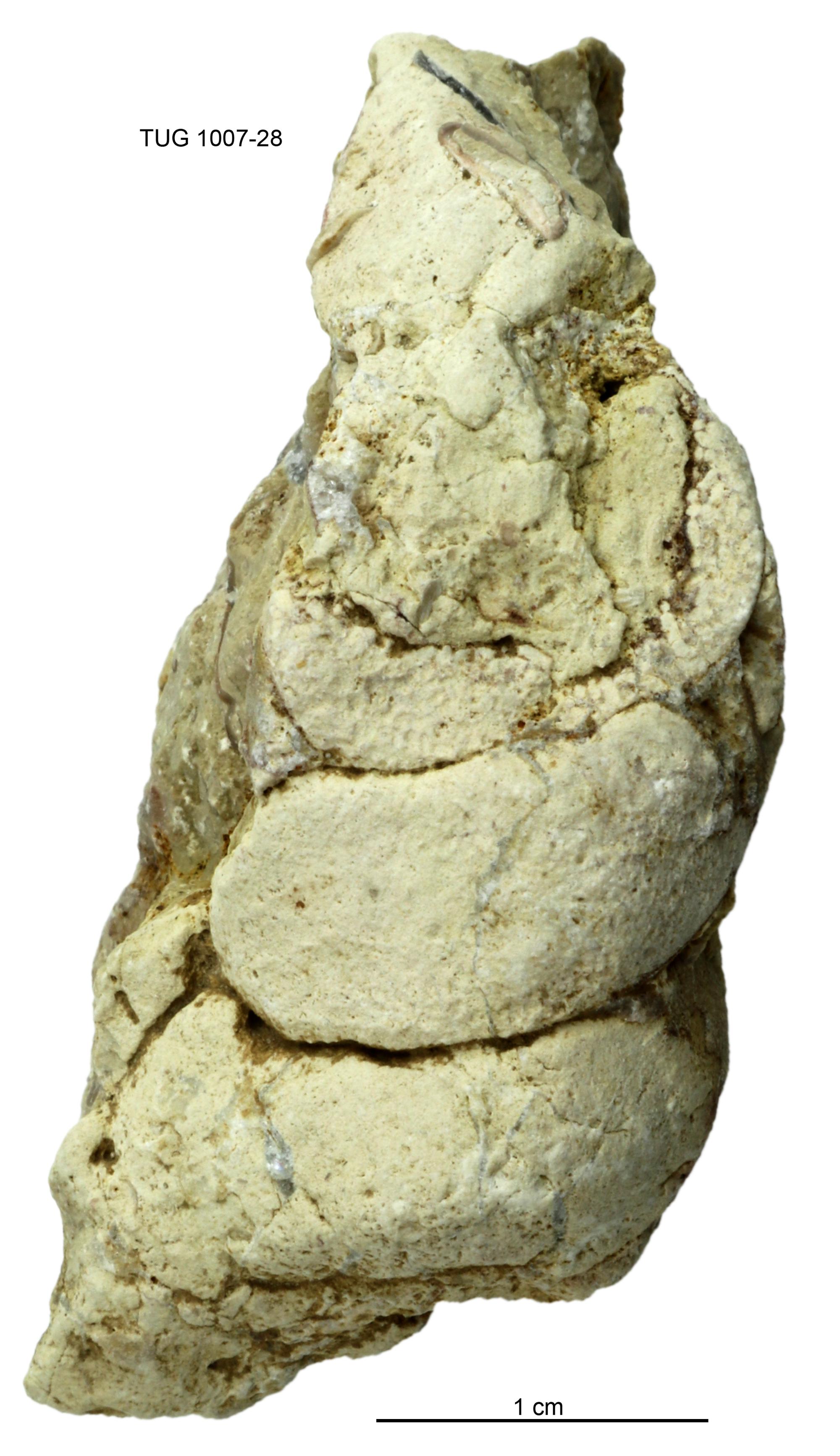 Hormotoma insignis | Fossiilid.info