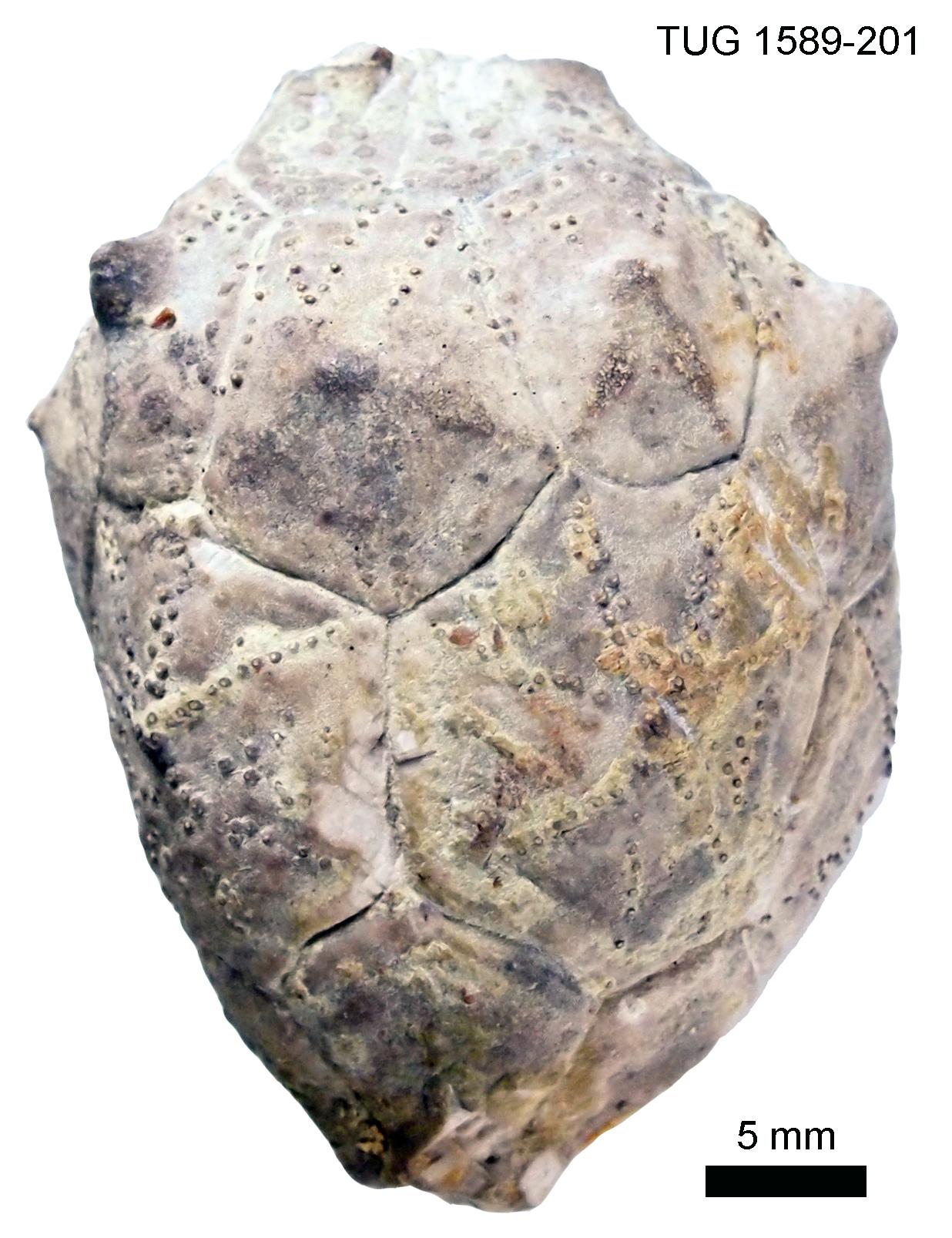 Hemicosmites extraneus | Fossiilid.info