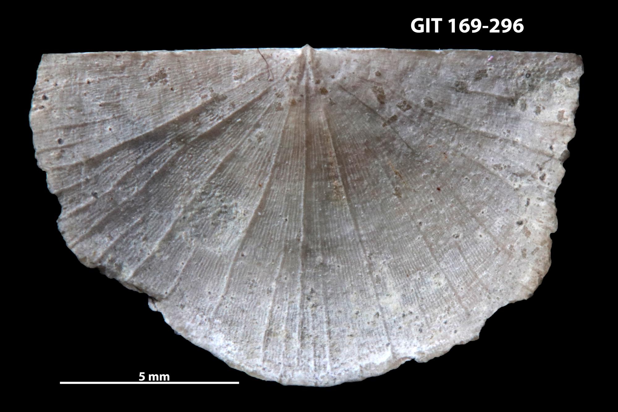 Eoamphistrophia whittardi | Fossiilid.info
