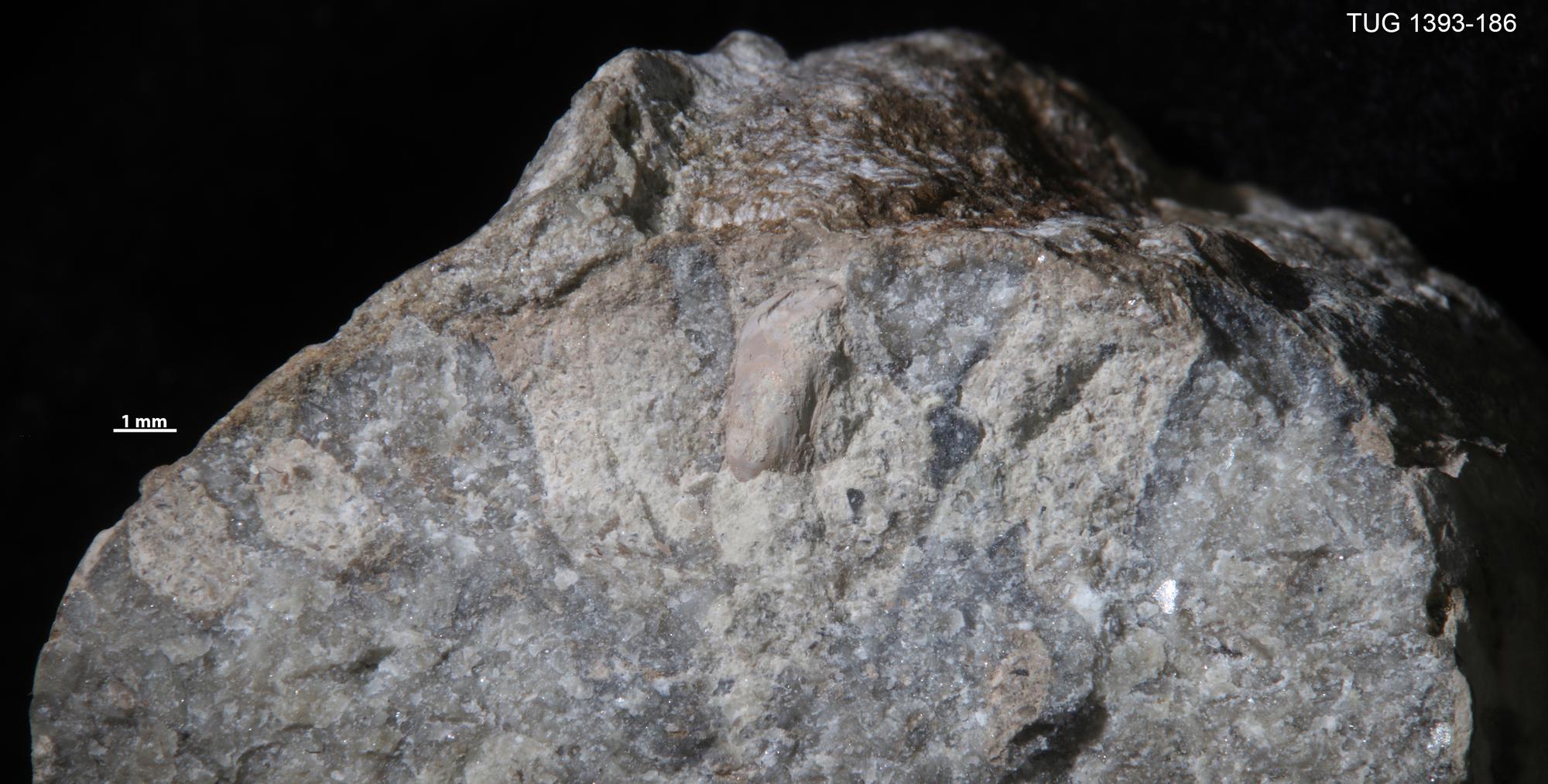 Lingulida | Fossiilid.info