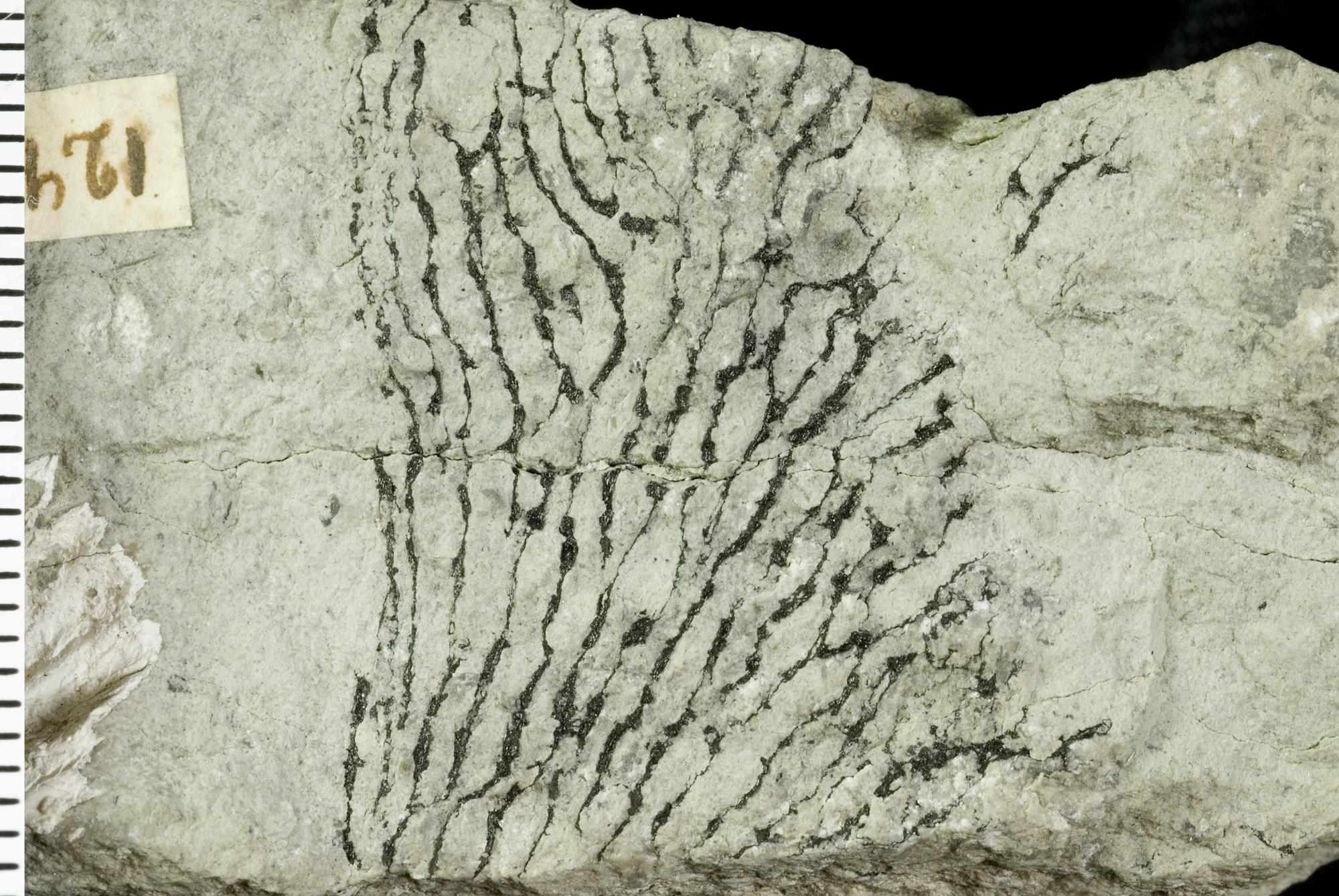 Dictyonema floriforme | Fossiilid.info
