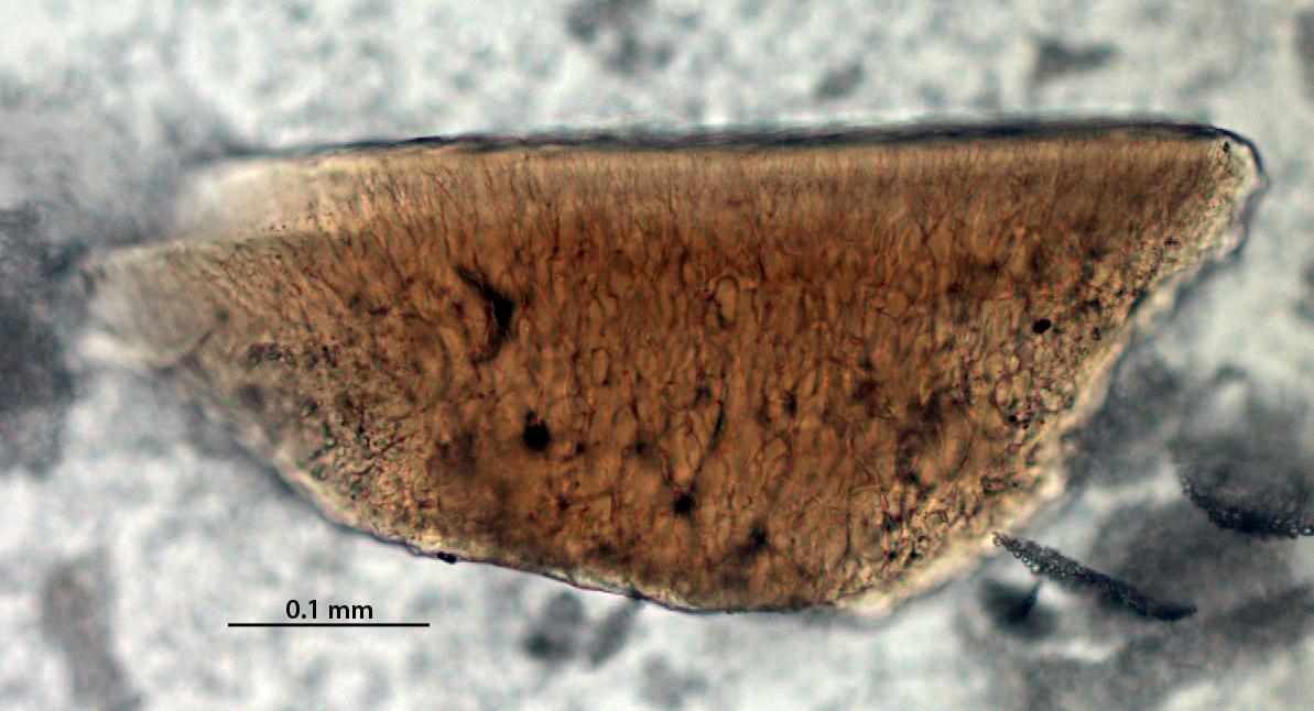 Loganellia einari | Fossiilid.info