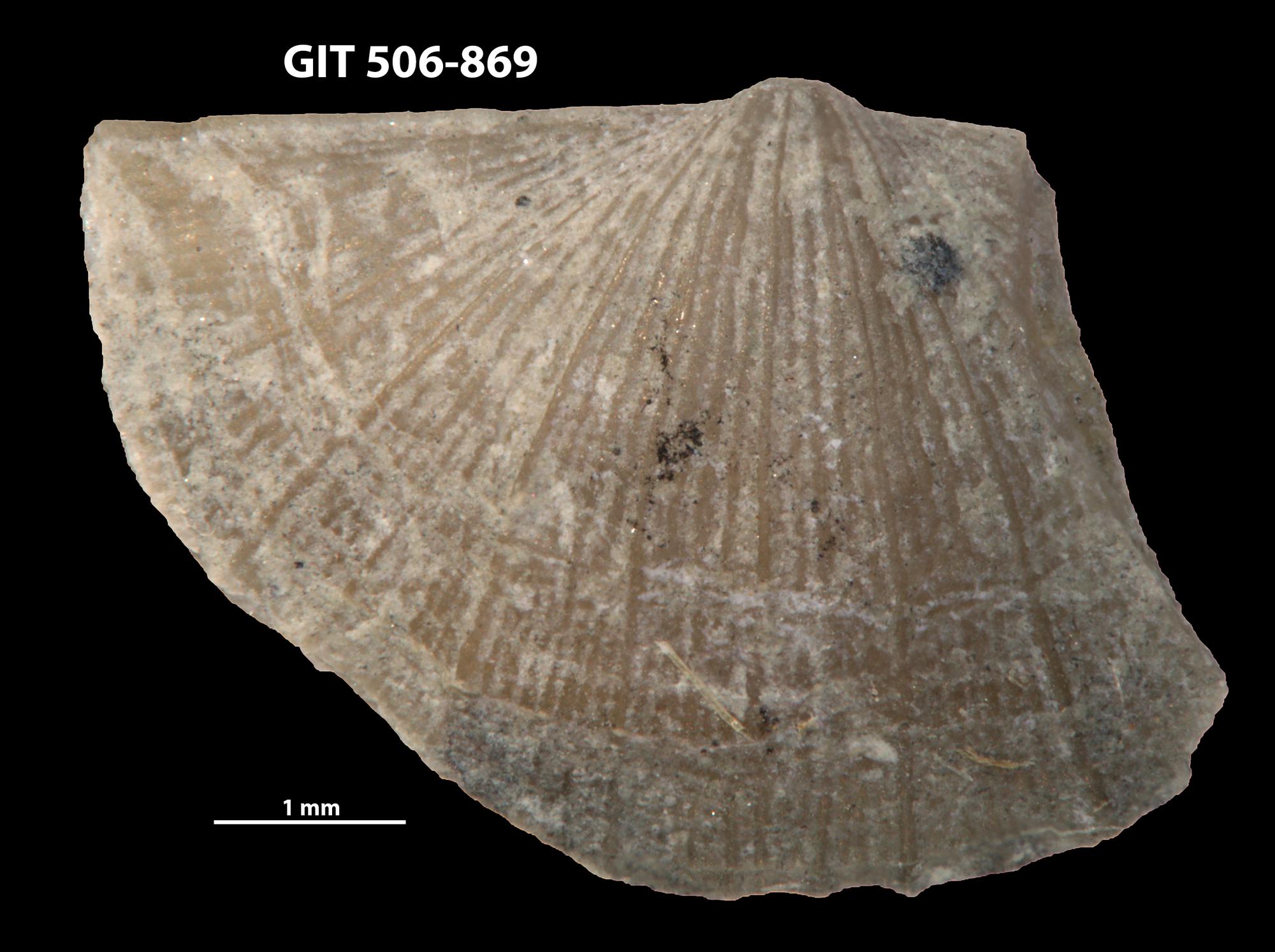 Eoplectodonta (Eoplectodonta) exceptionis | Fossiilid.info