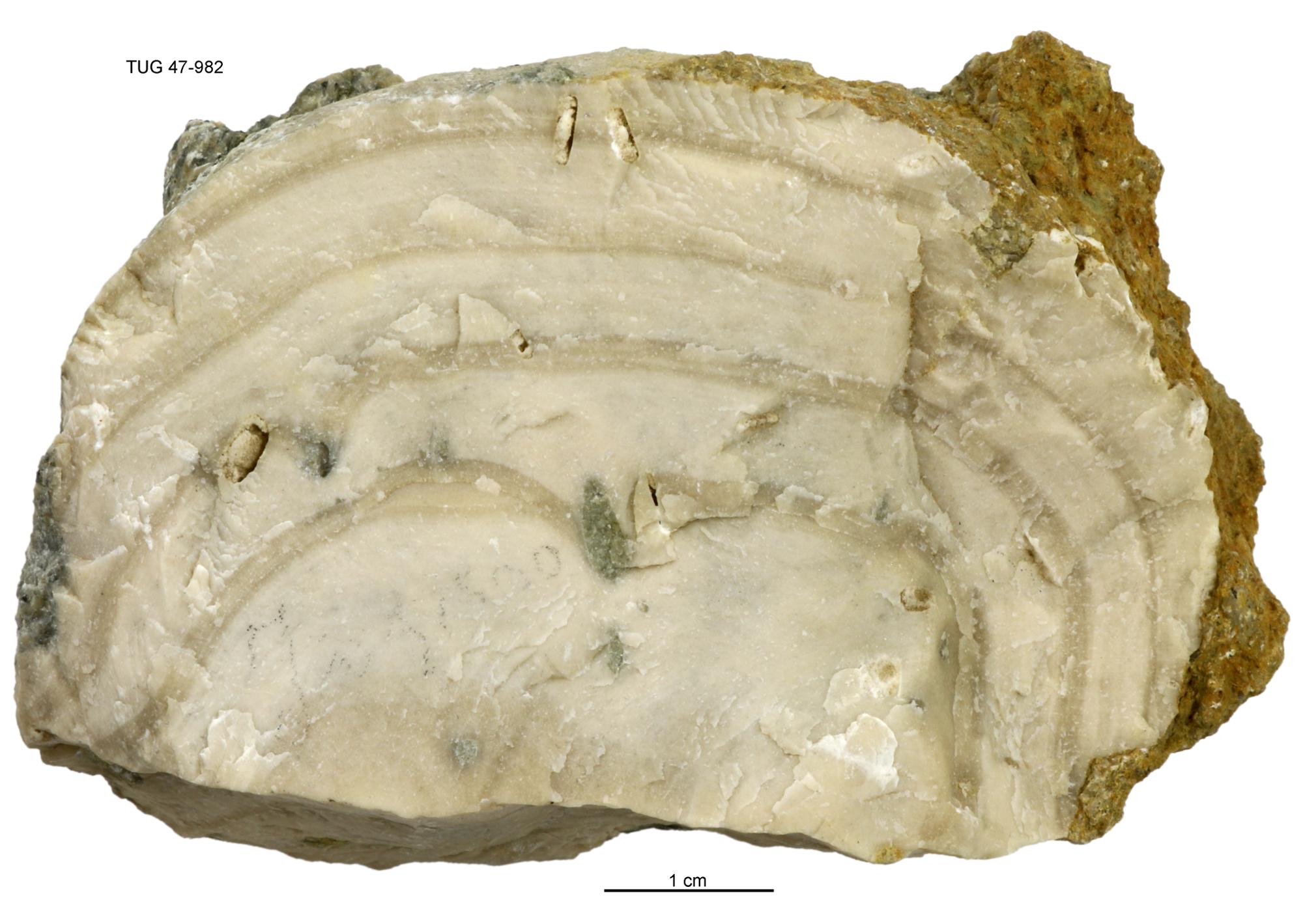 Solenopora spongioides | Fossiilid.info