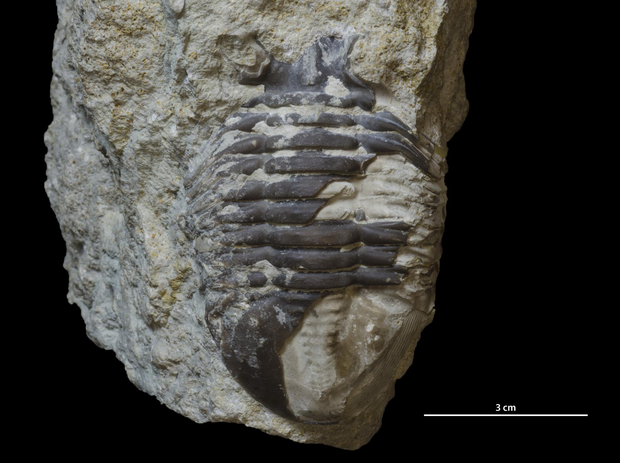 Asaphus intermedius | Fossiilid.info