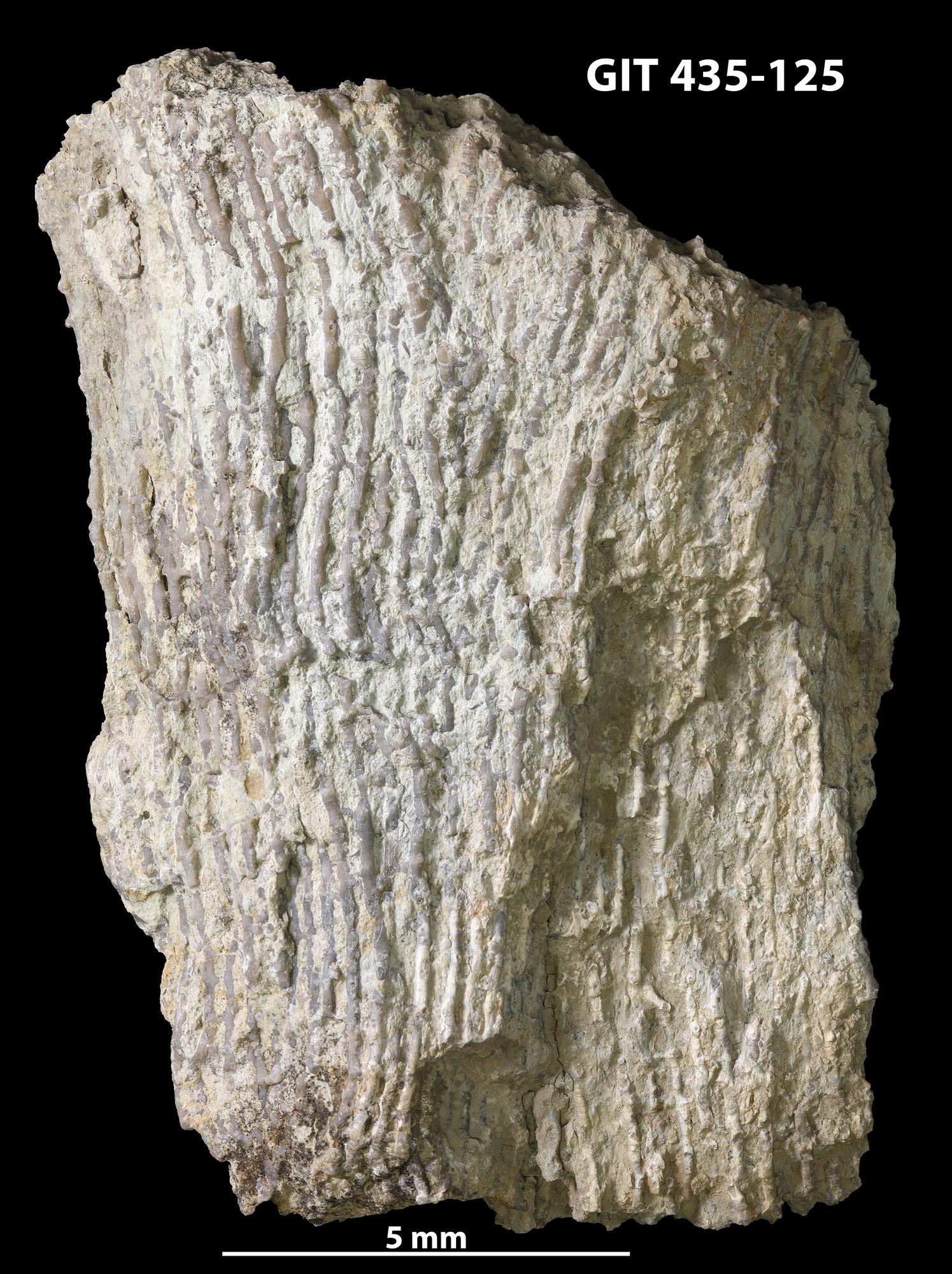 Syringopora | Fossiilid.info