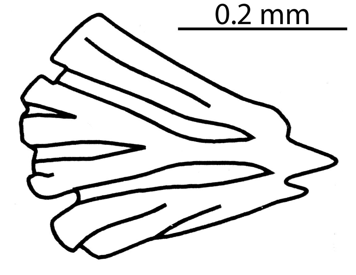 Thelodus admirabilis | fossiilid.info