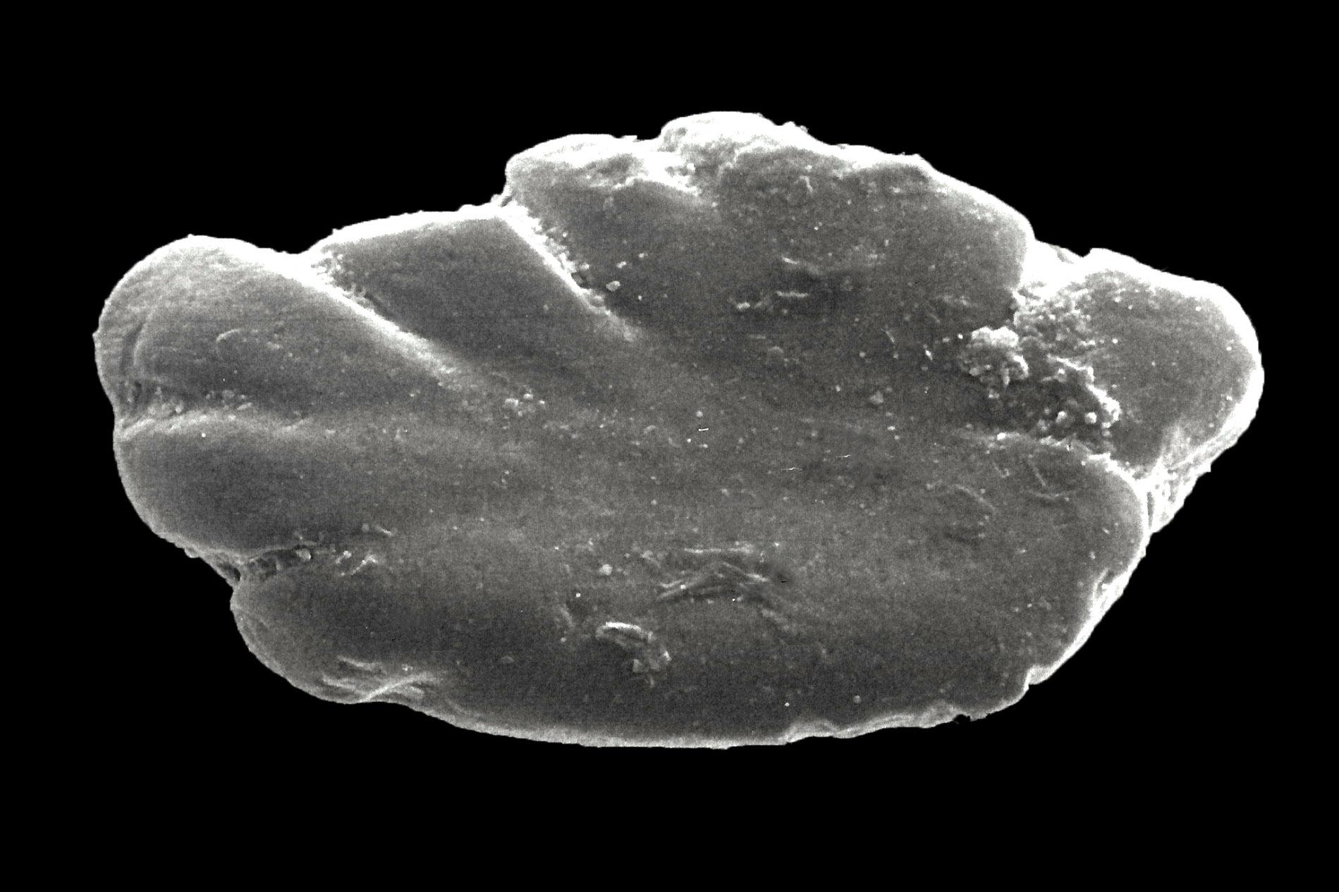 Thelodus admirabilis | fossiilid.info