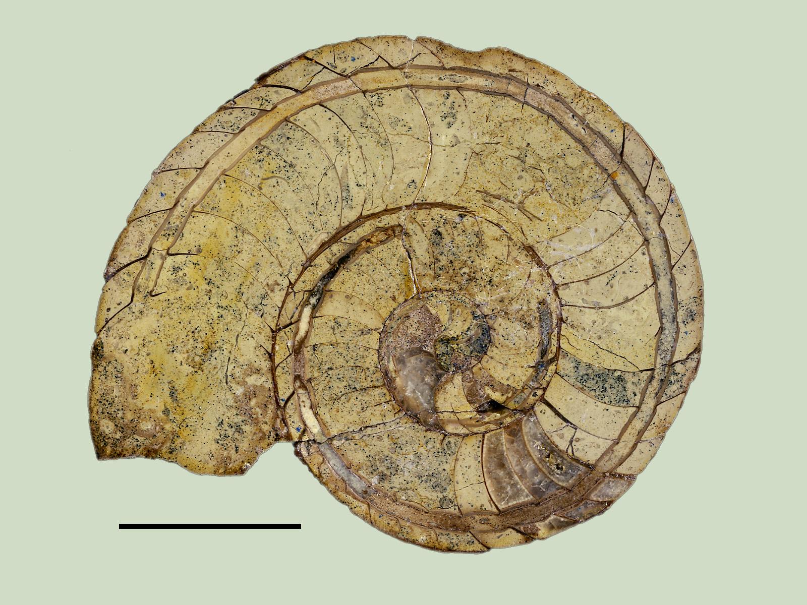 Estonioceras | Fossiilid.info