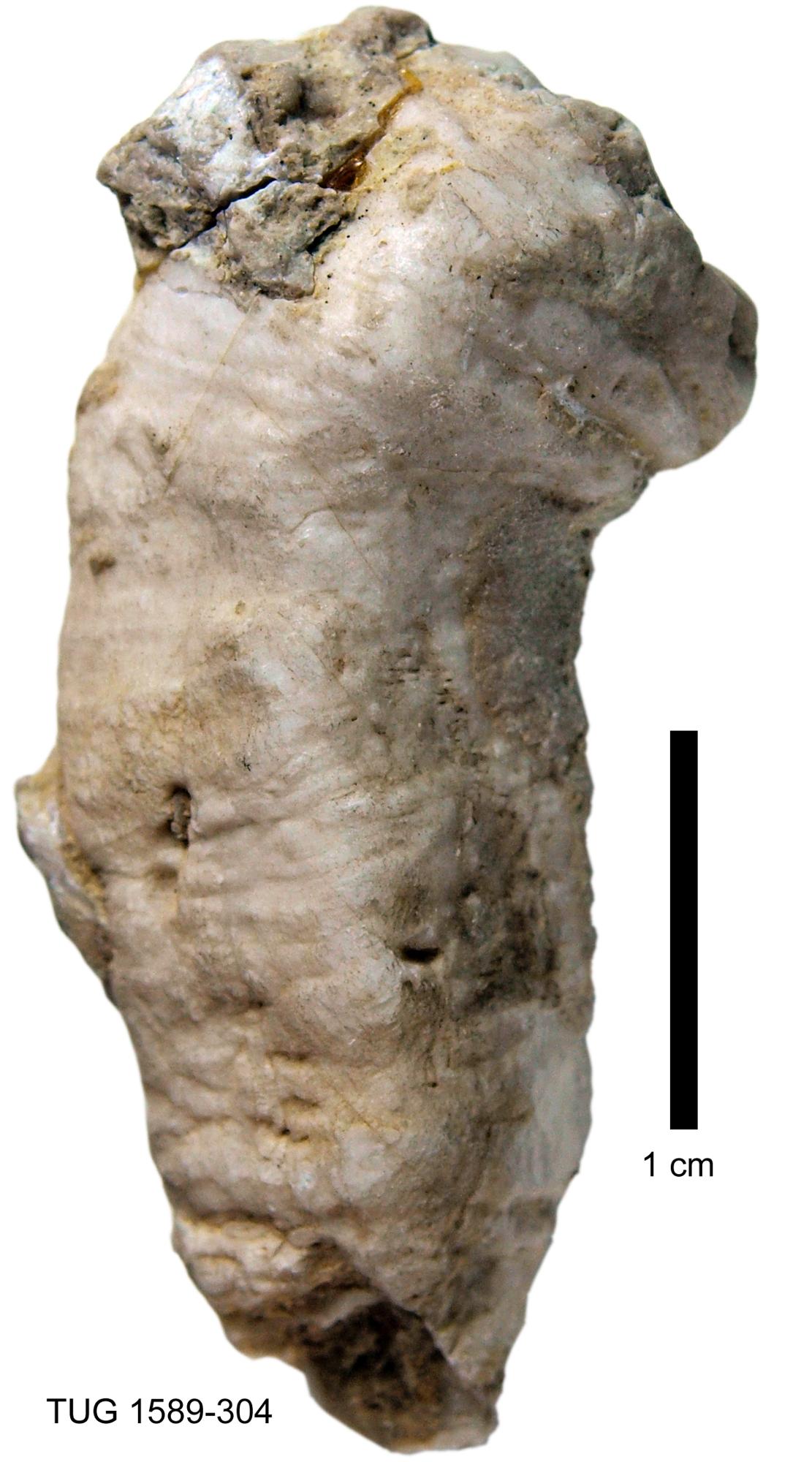 Cyathocystis rhizopora | Fossiilid.info
