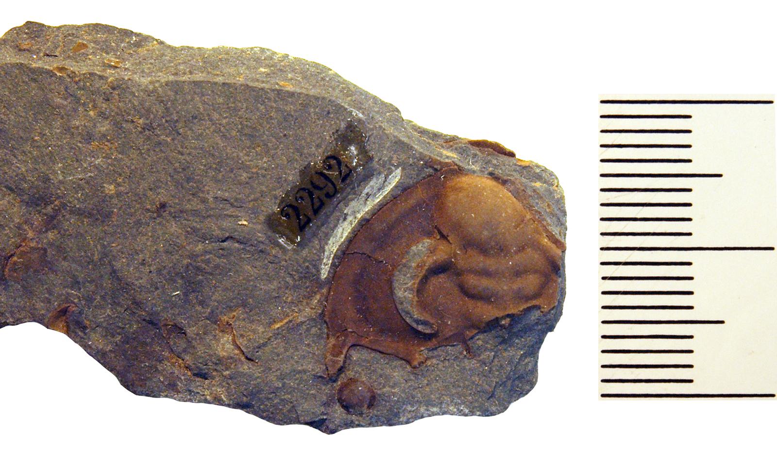 Holmia | Fossiilid.info