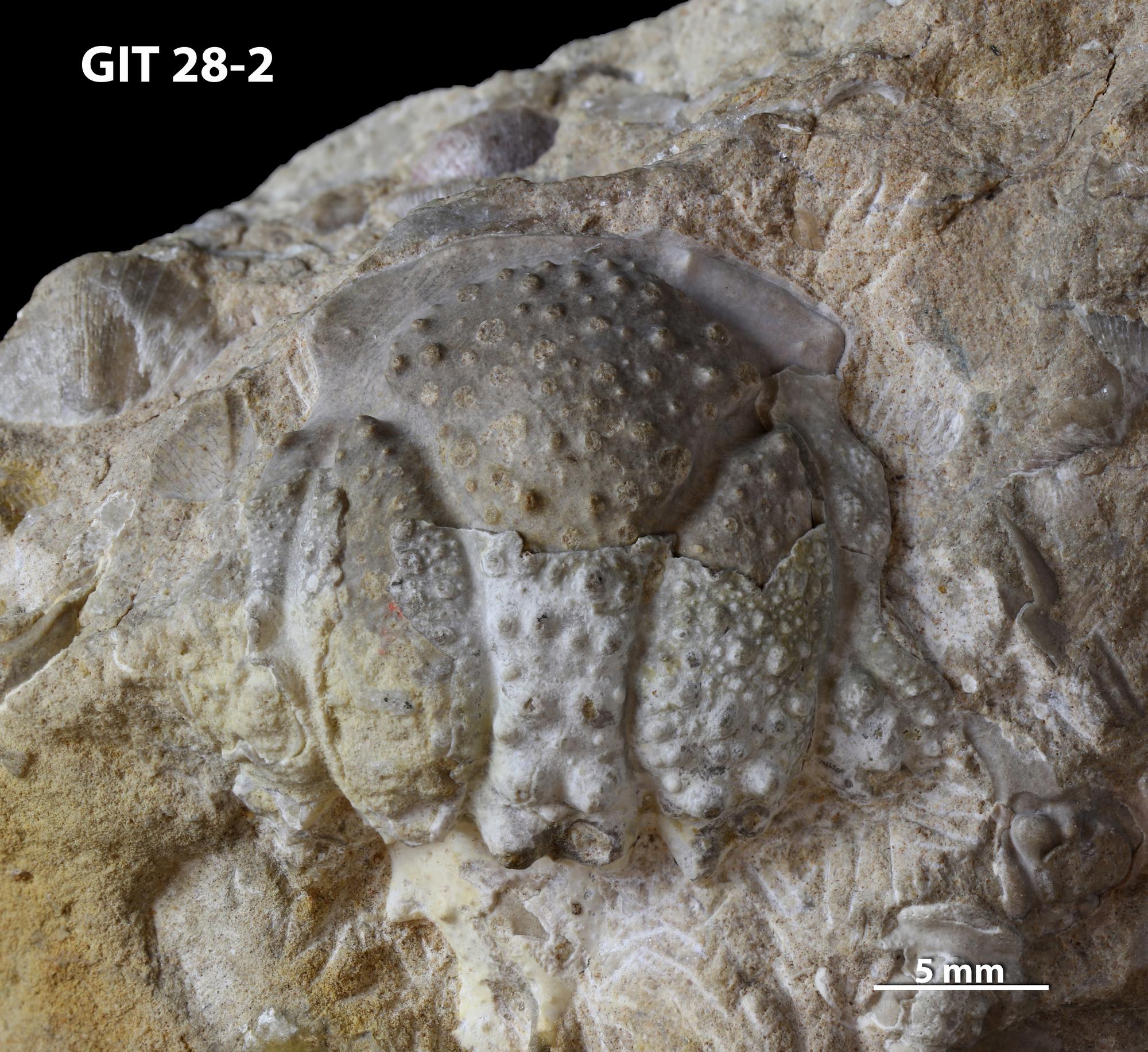 Lichida | Fossiilid.info