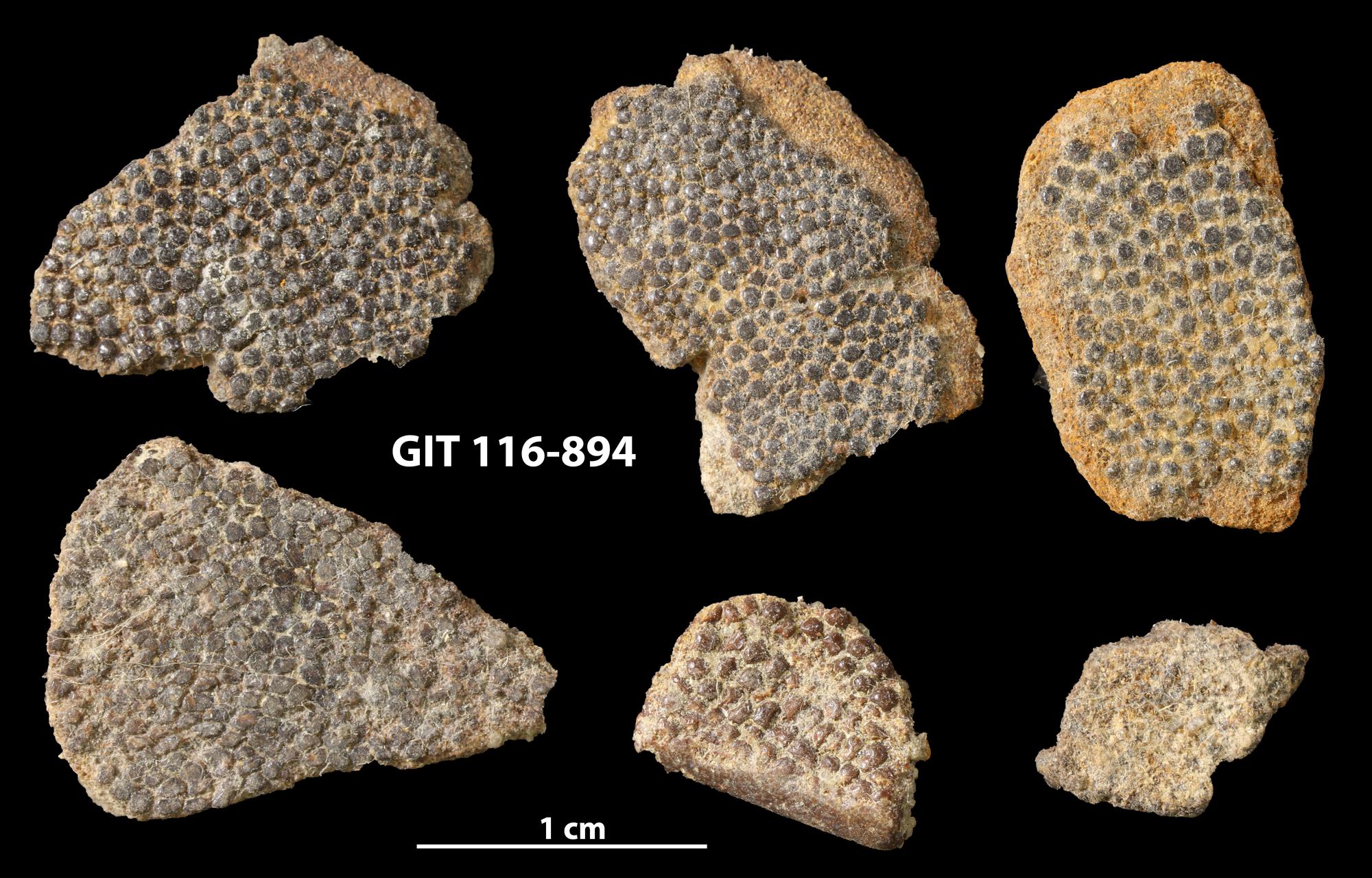 Pteraspidiformes | Fossiilid.info
