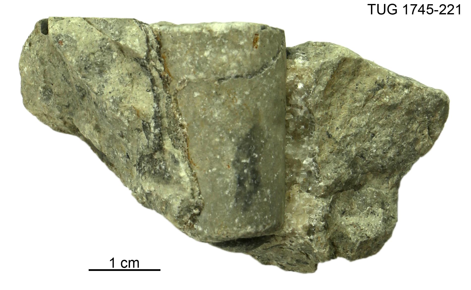 Rossicoceras | Fossiilid.info