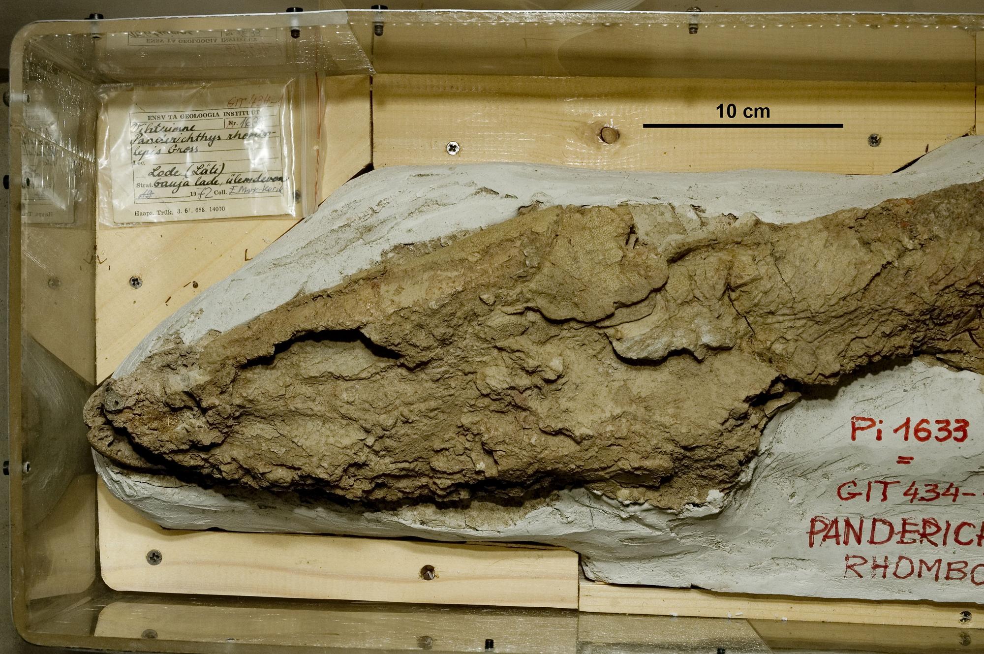 Panderichthys | Fossiilid.info