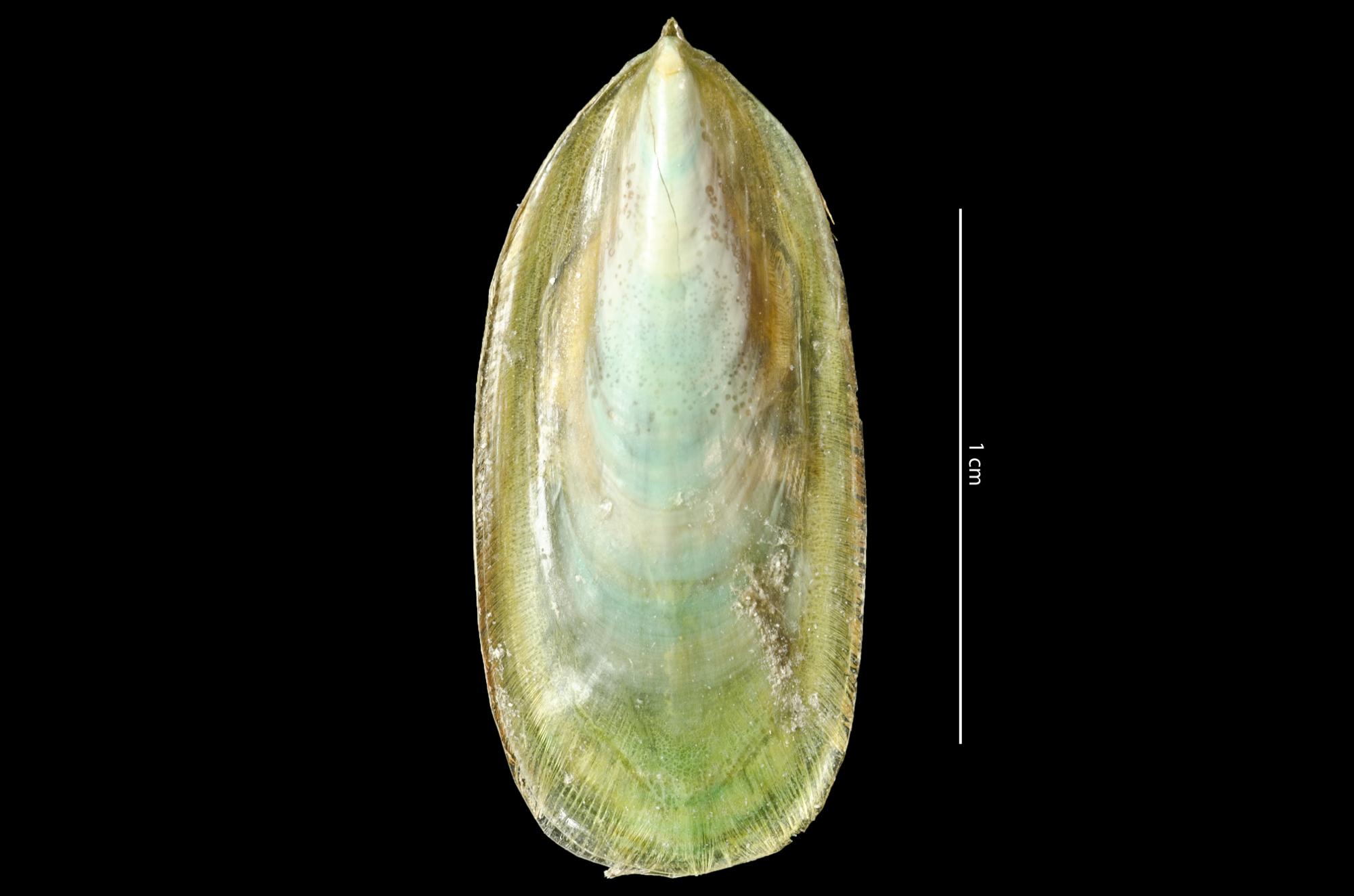 Lingulidae | Fossiilid.info