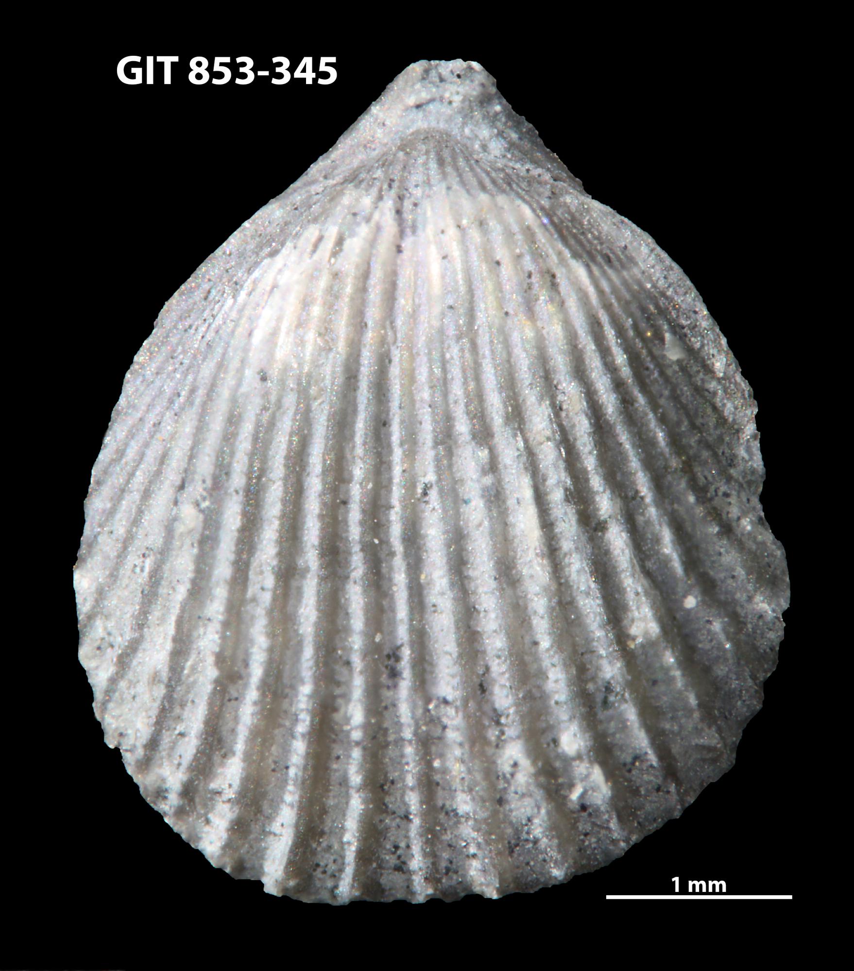 Microsphaeridiorhynchus nucula | Fossiilid.info