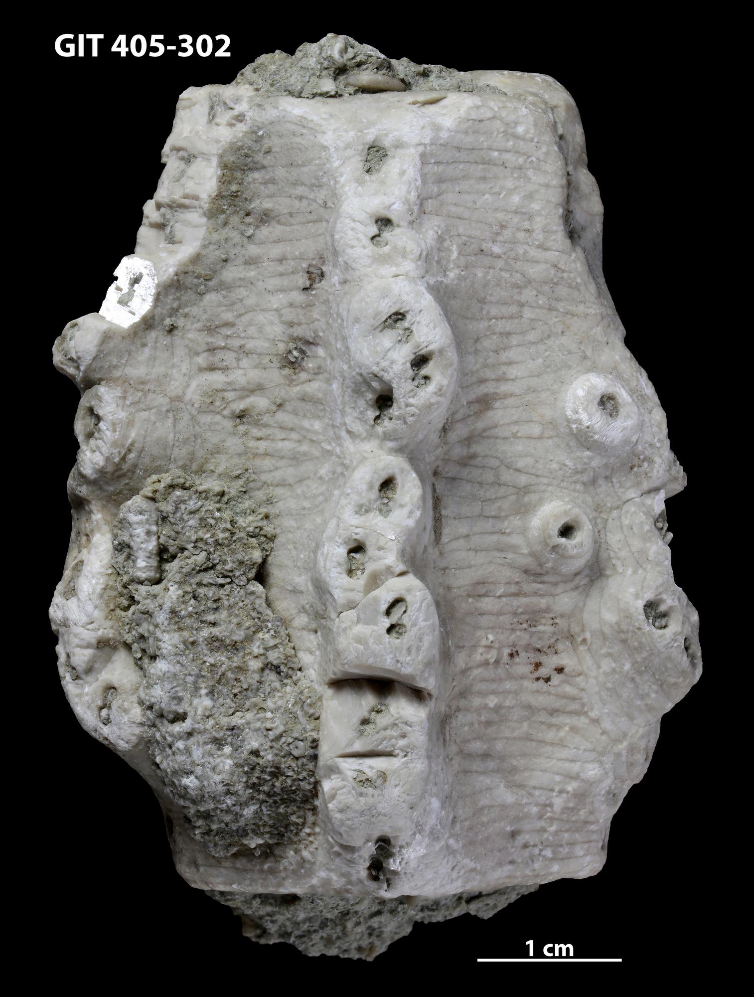 Enallocrinus | Fossiilid.info