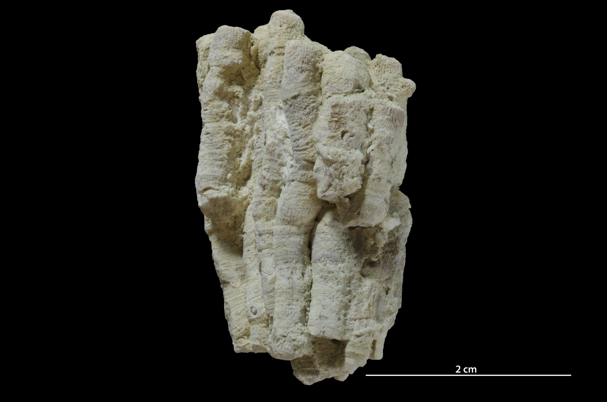 Palaeophyllum fasciculus | Fossiilid.info
