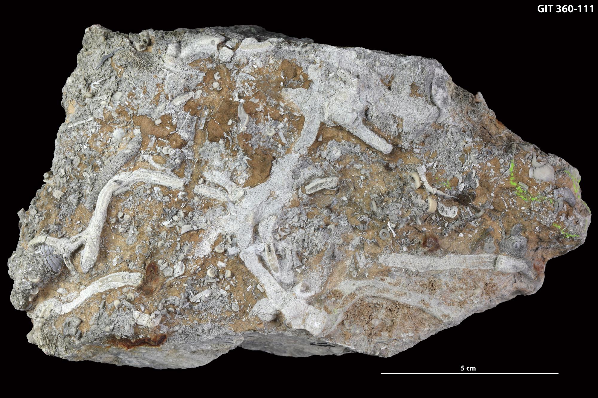 Teichichnus patens | Fossiilid.info