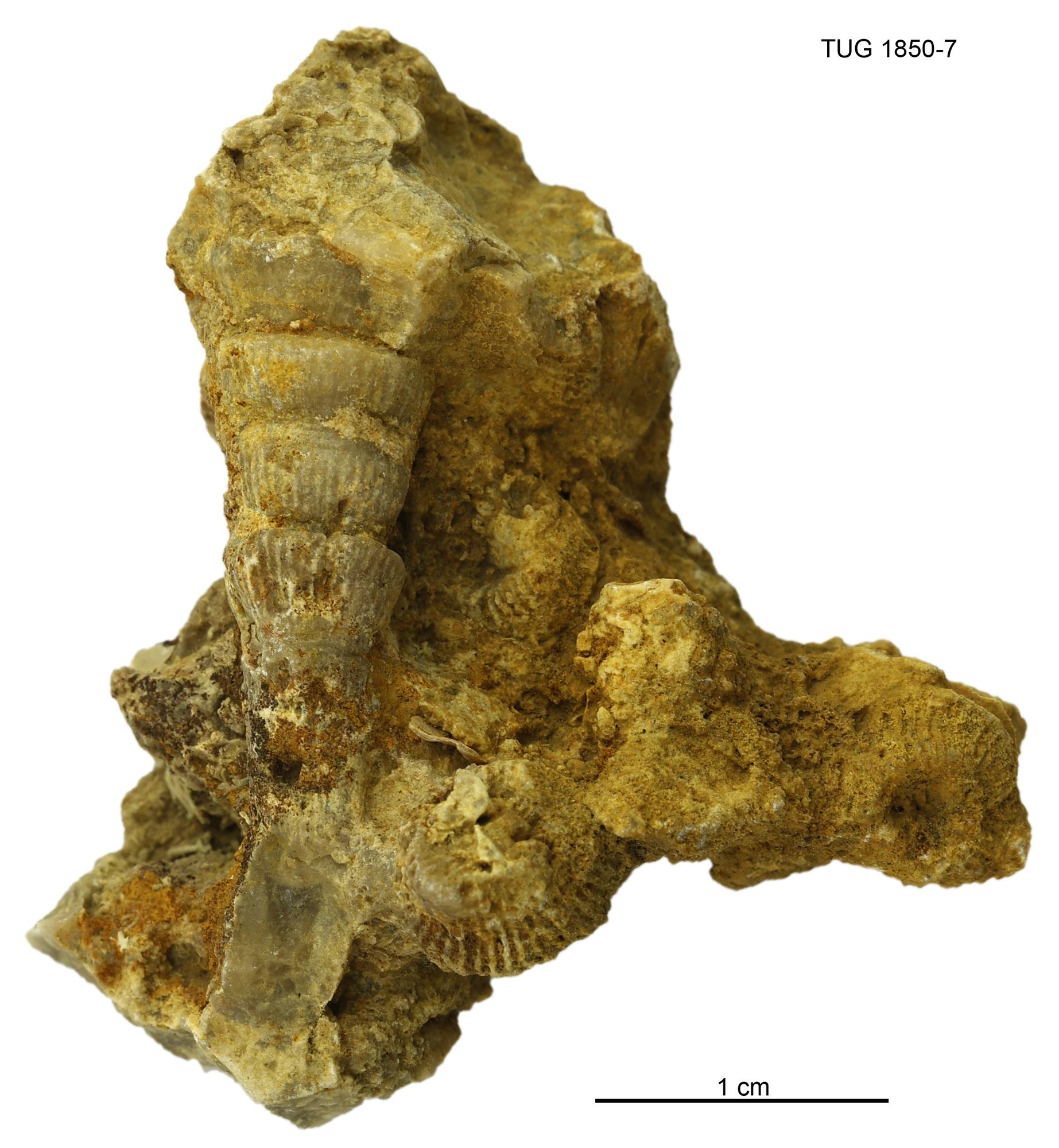 Cyathophyllidae | Fossiilid.info