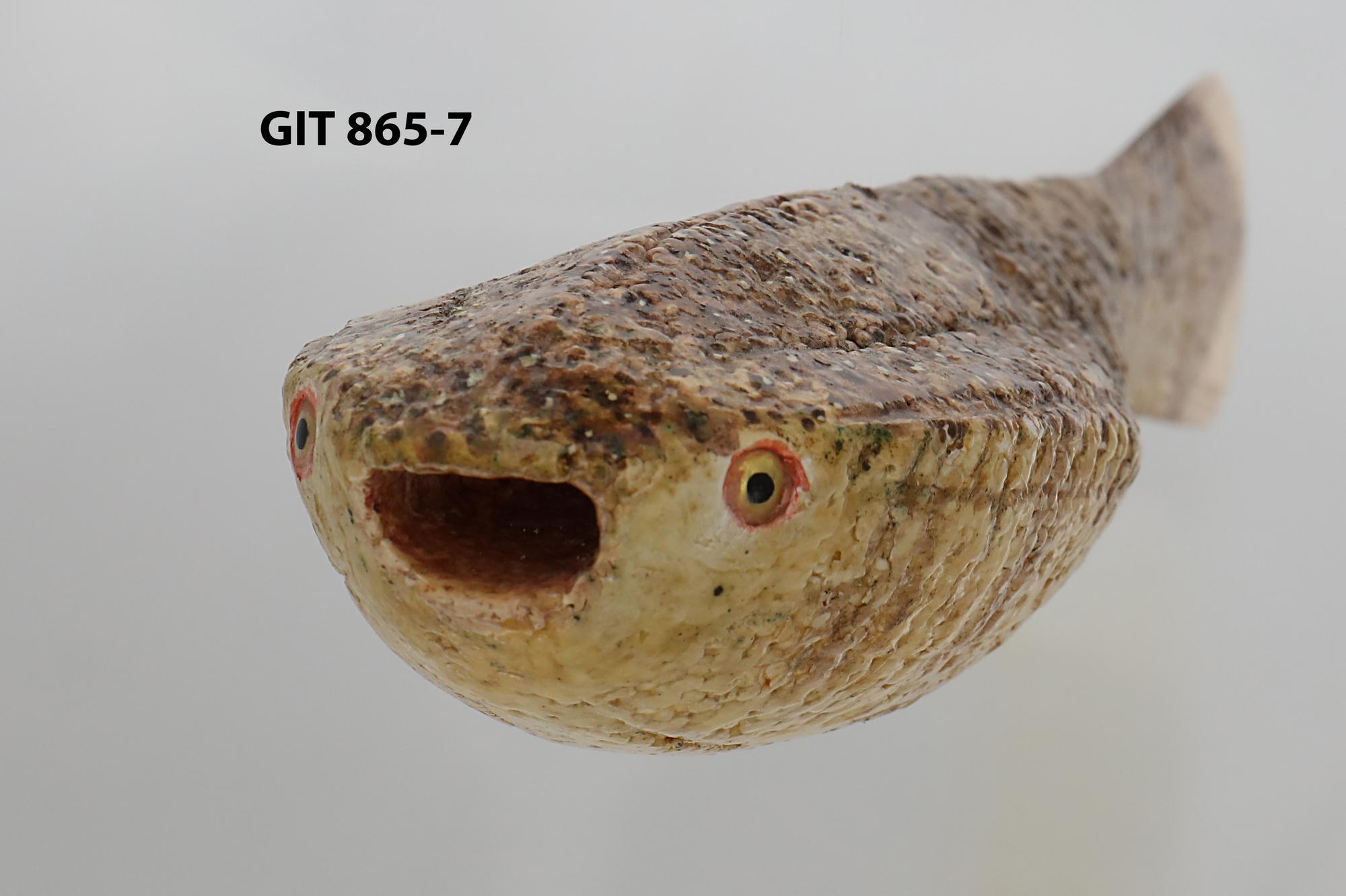 Arandaspididae | Fossiilid.info