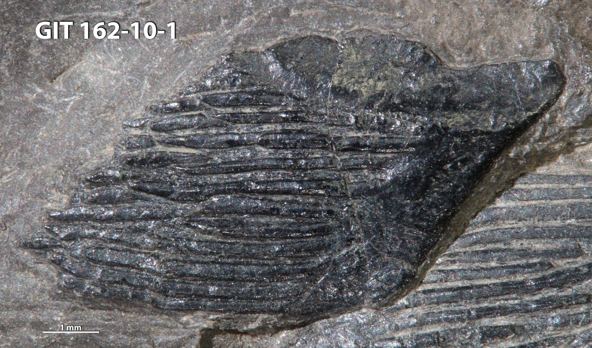 Dialipina markae | Fossiilid.info