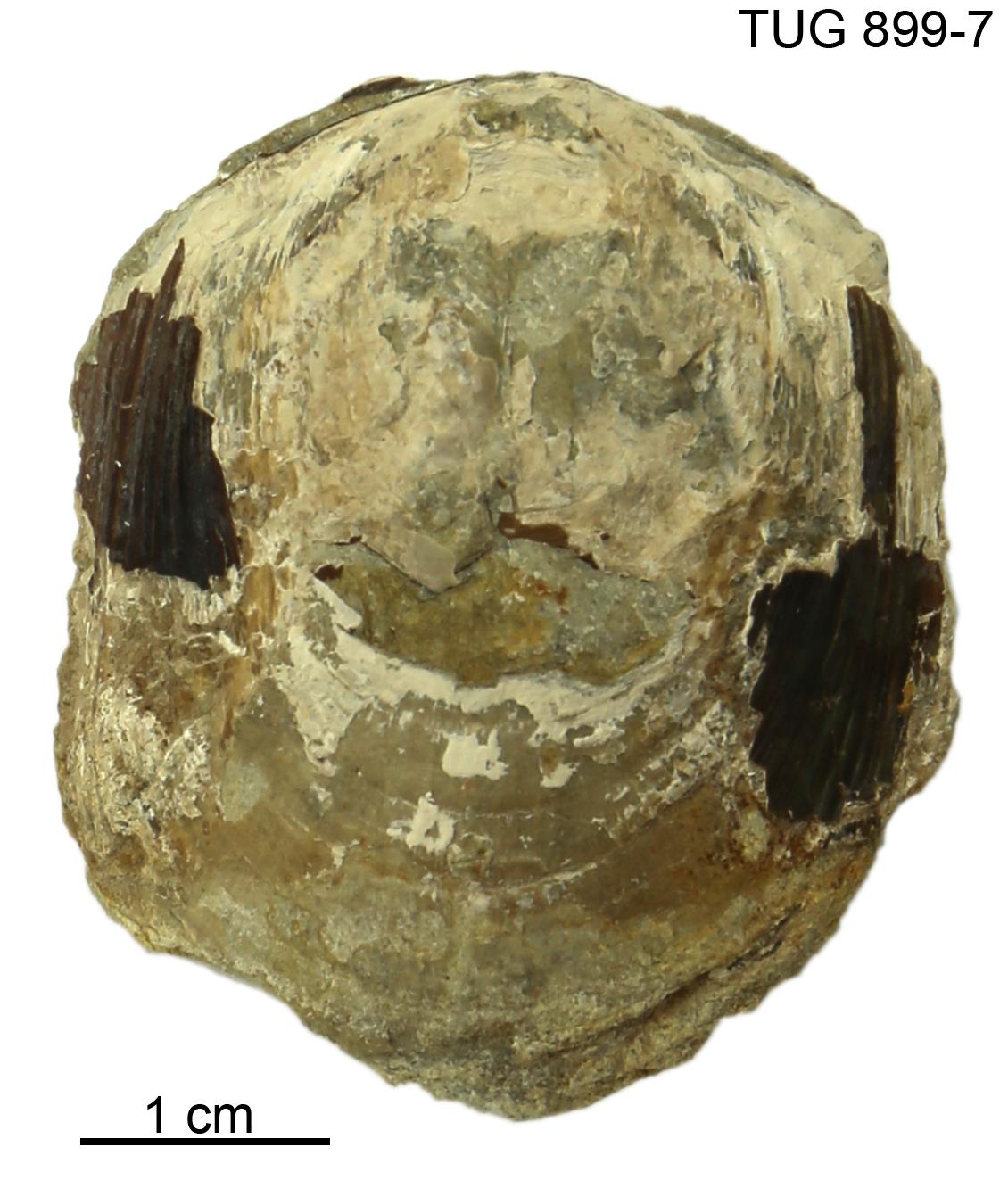 Pseudolingula quadrata | Fossiilid.info