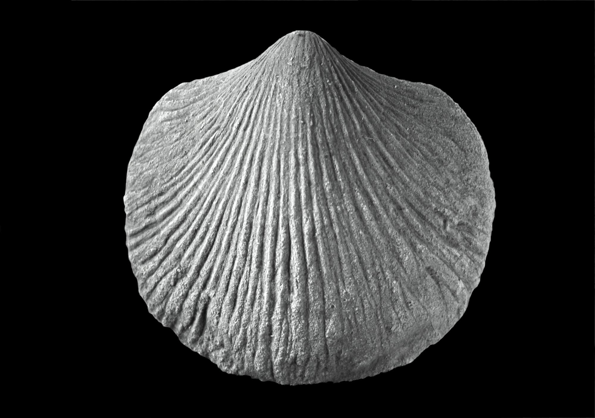 Dalmanella testudinaria | Fossiilid.info