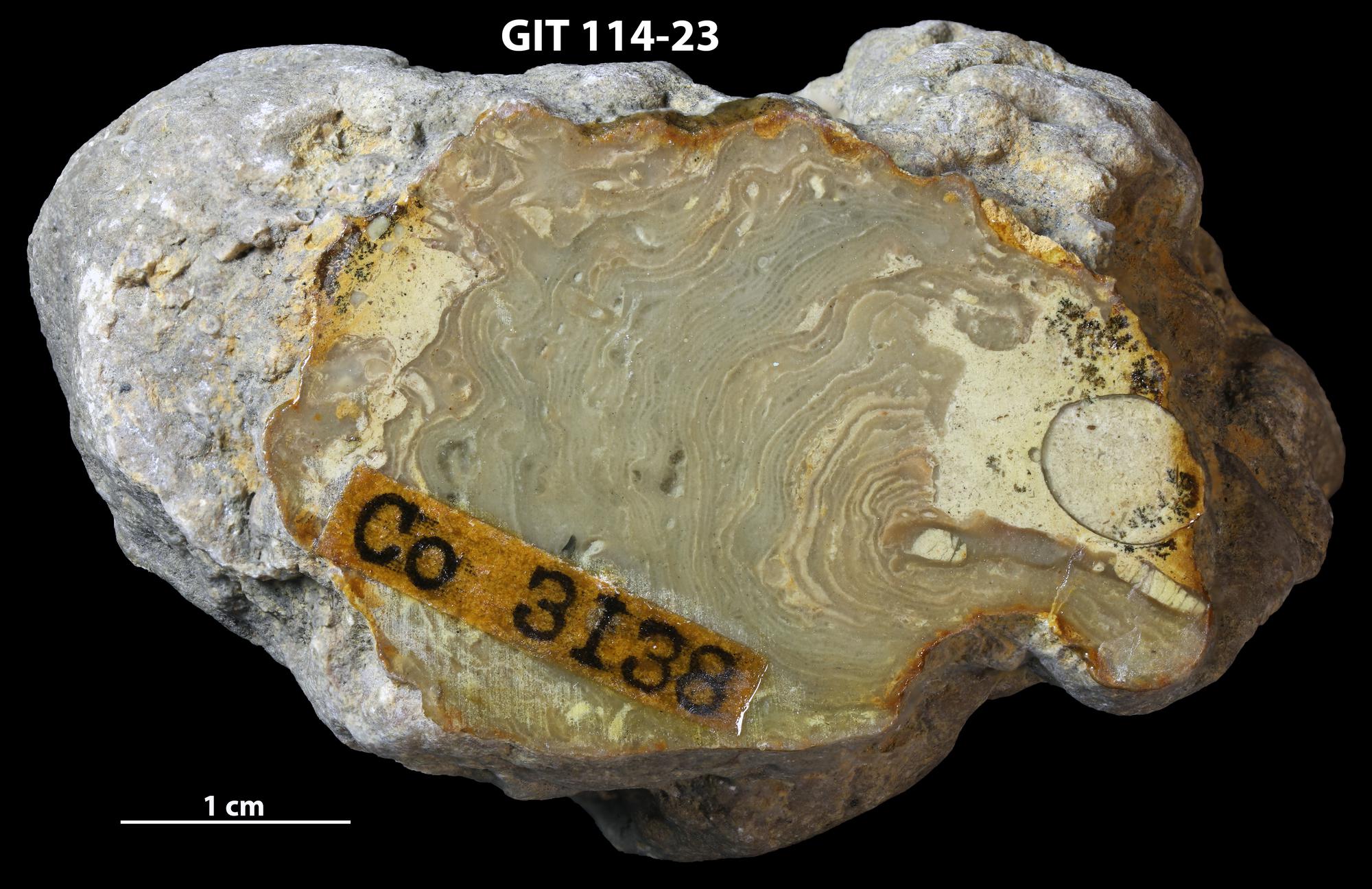 Simplexodictyon validum | Fossiilid.info