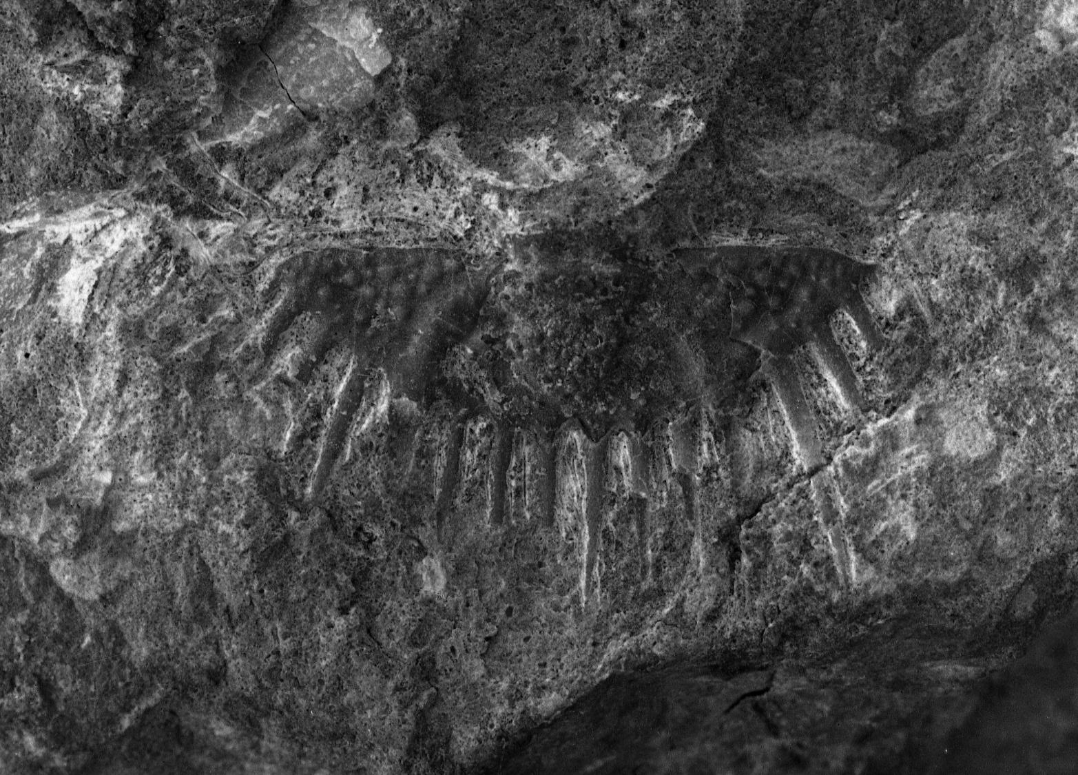 Acidaspis | Fossiilid.info