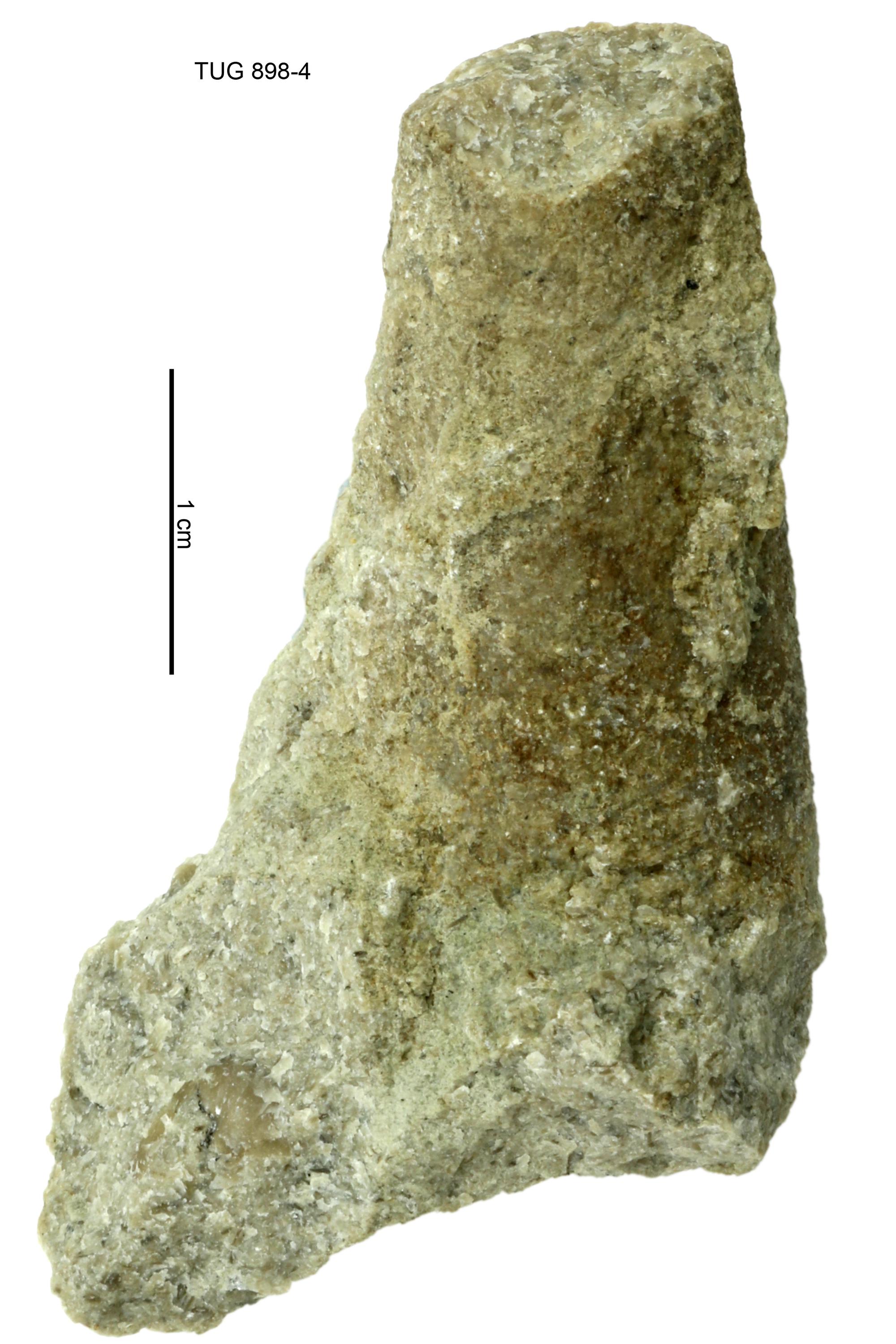 Hyolithidae | fossiilid.info