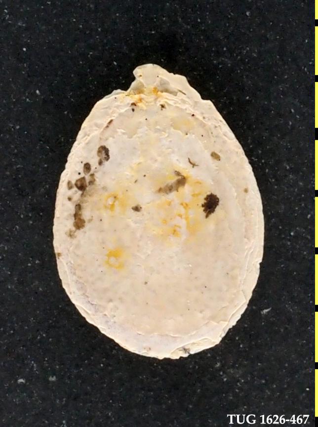 Lingulella | Fossiilid.info