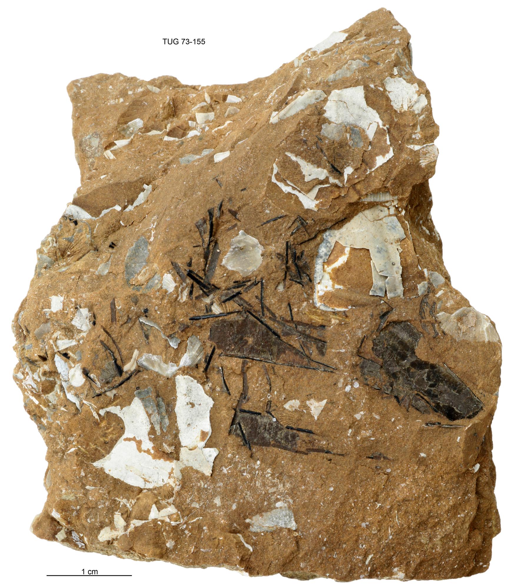 Sphenothallus | fossiilid.info