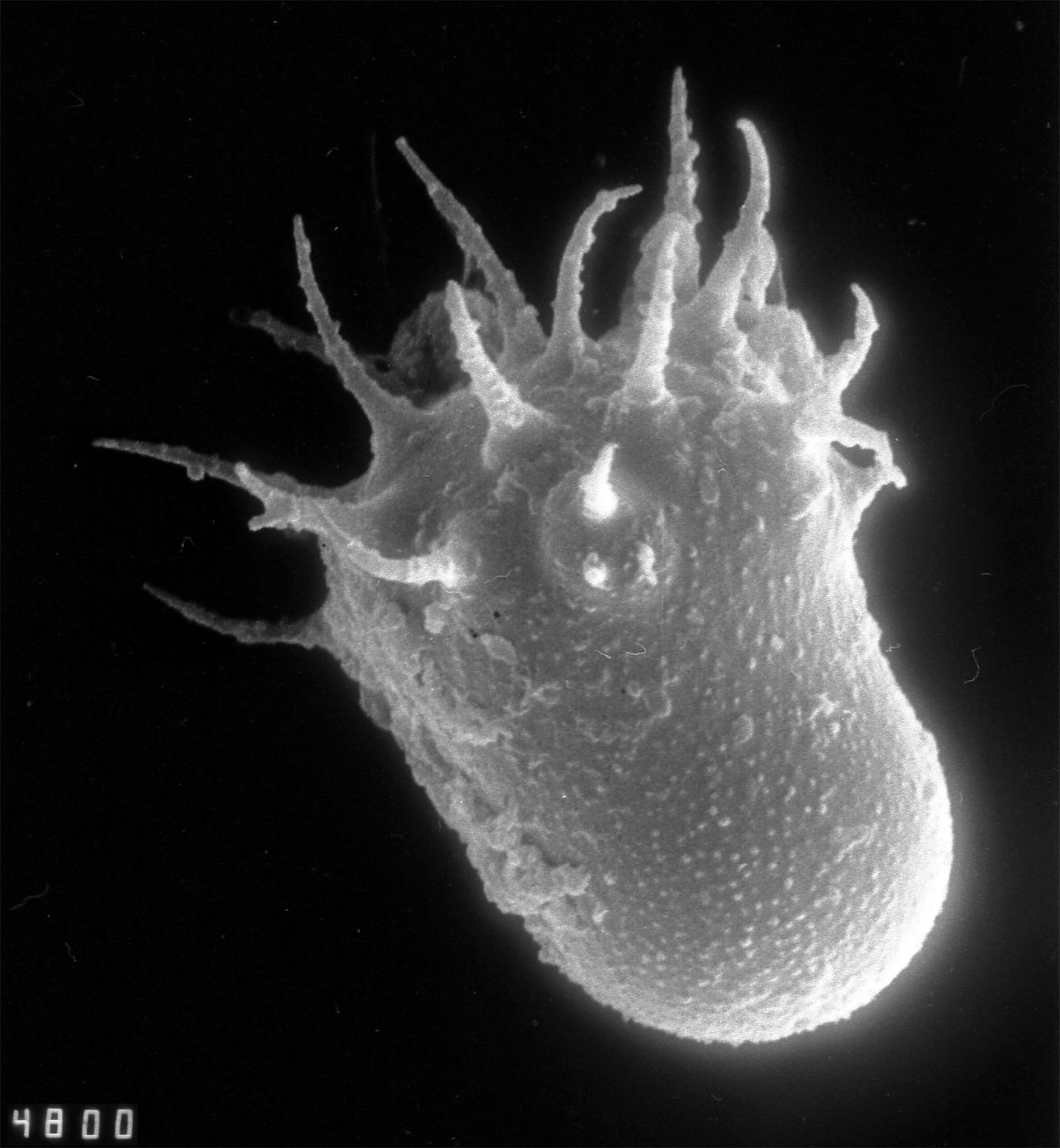 Trunculumarium | Fossiilid.info