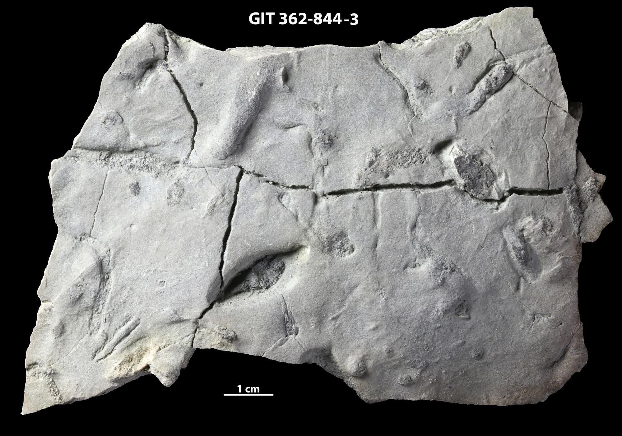 Lockeia | fossiilid.info