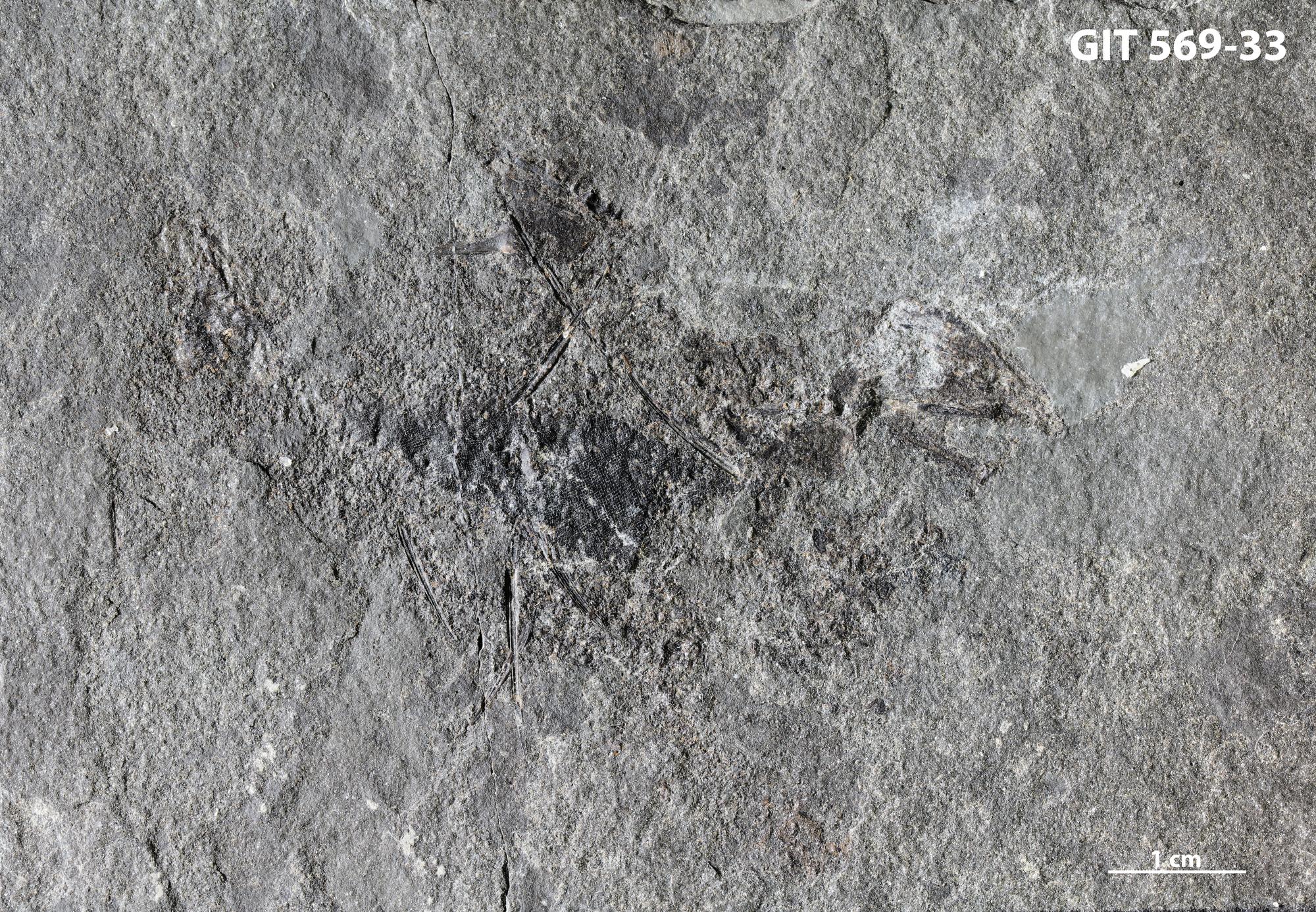 Ischnacanthus | Fossiilid.info