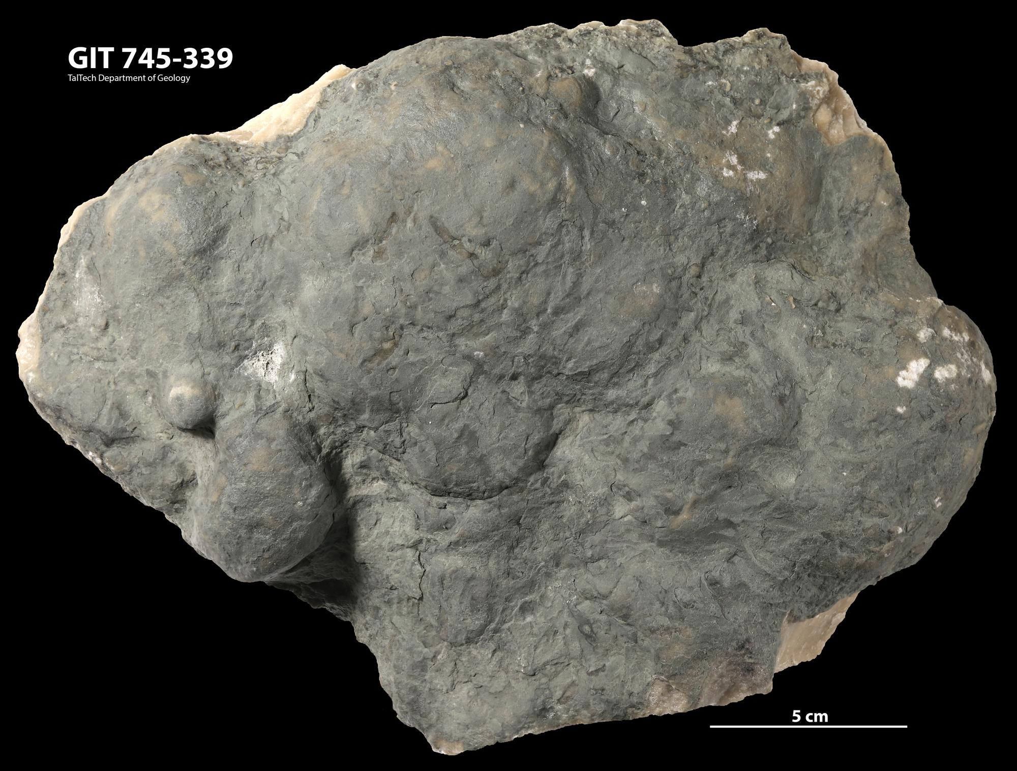 Stromatoporoidea | Fossiilid.info