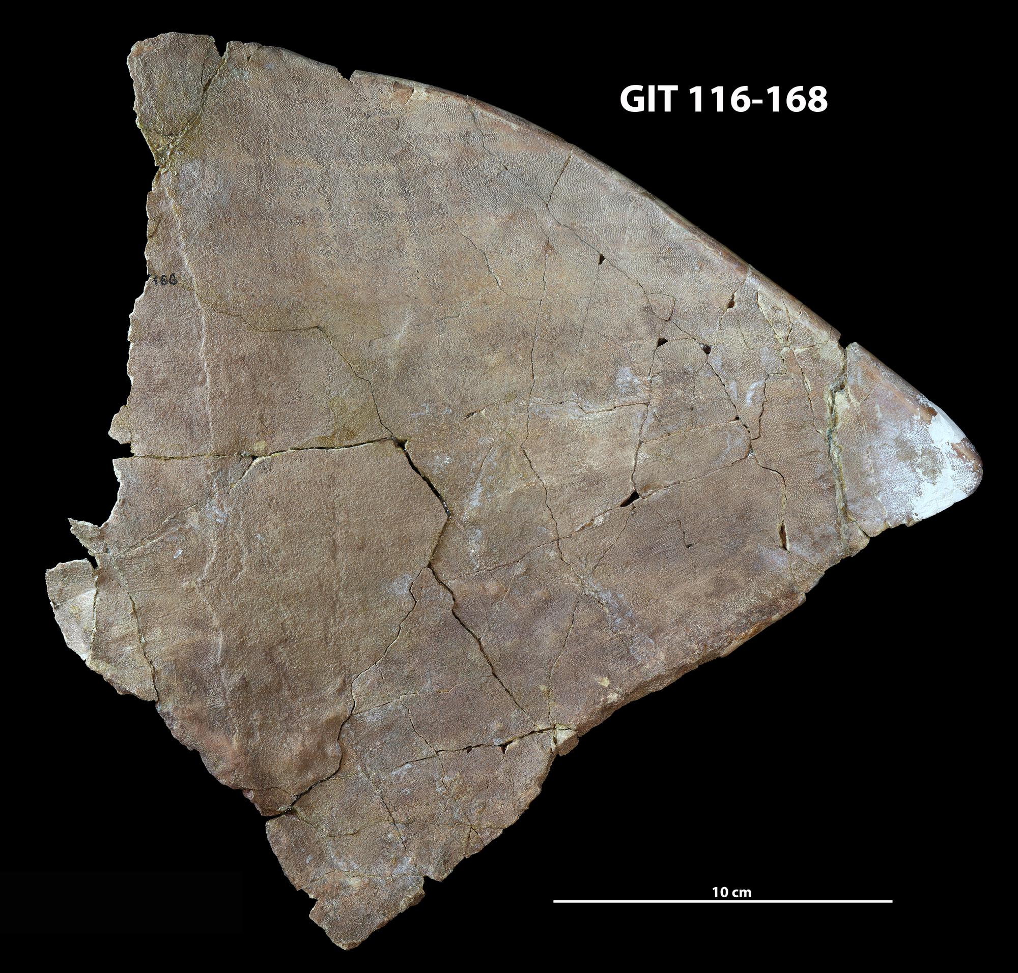 Vladimirolepis proia | Fossiilid.info