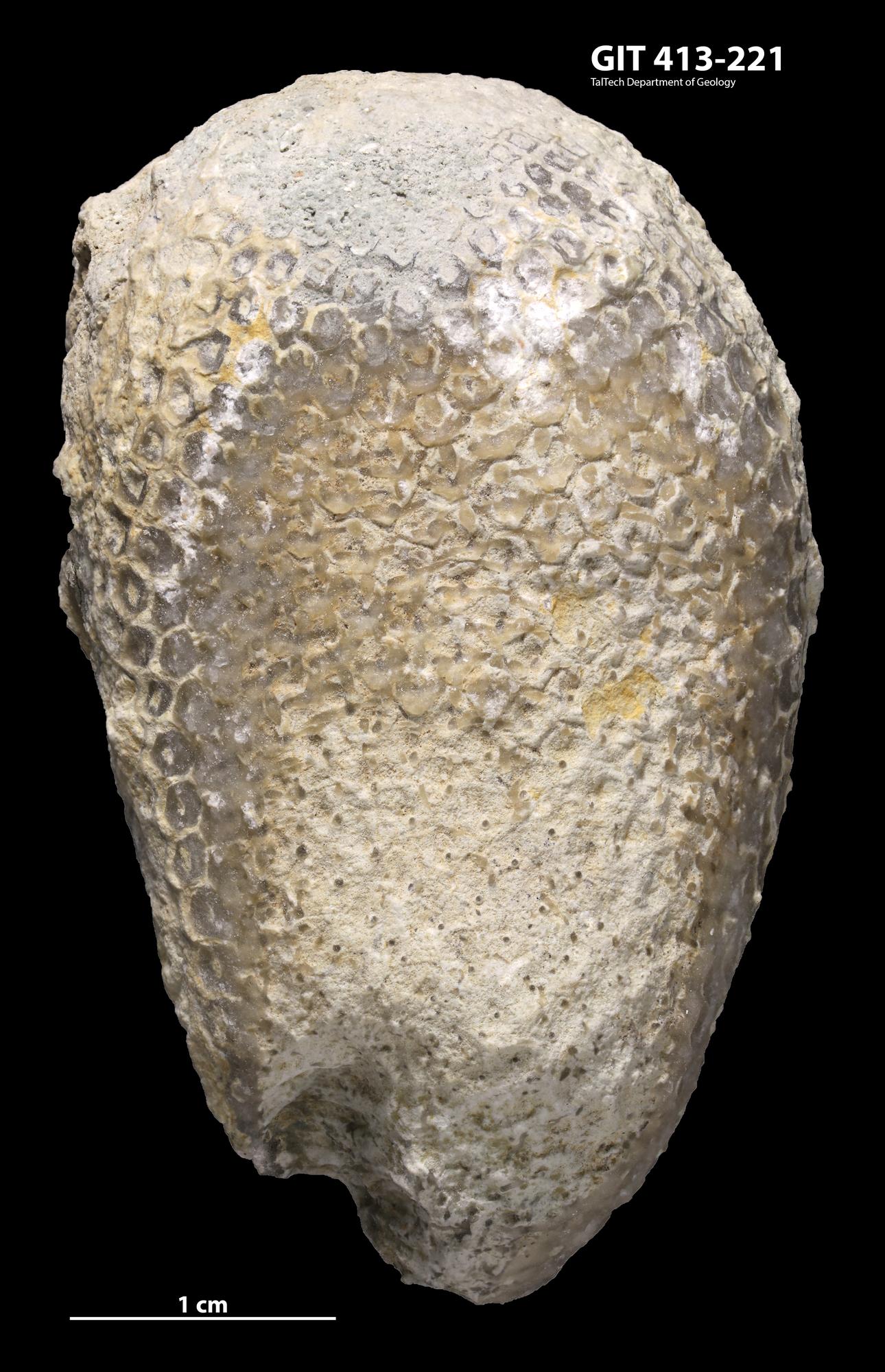 Receptaculitales | Fossiilid.info