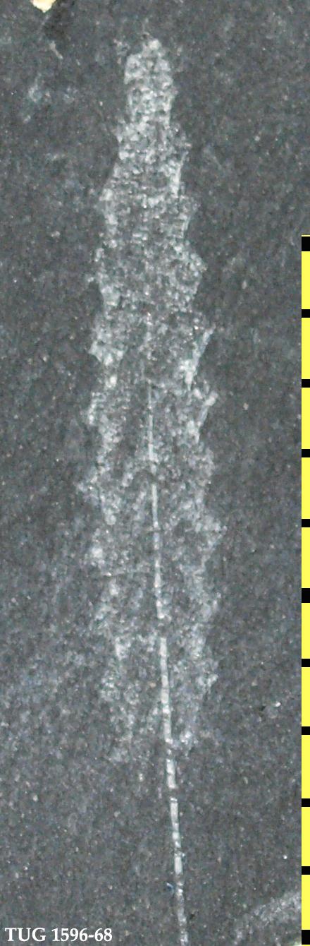 Diplograptus | Fossiilid.info