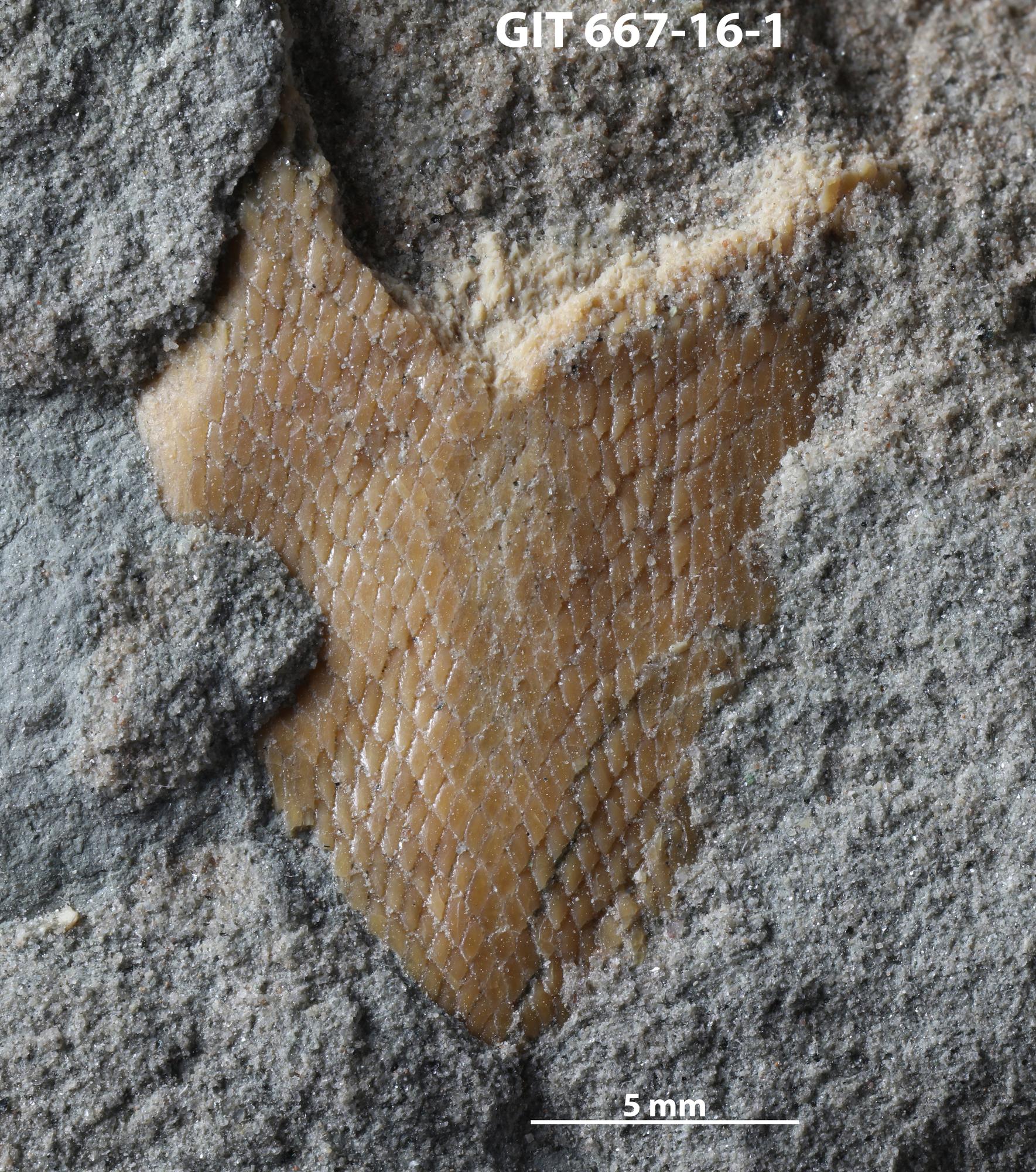 Schizosteus | Fossiilid.info