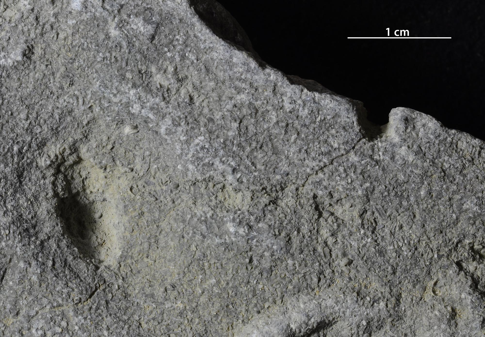 Arenicolites | Fossiilid.info