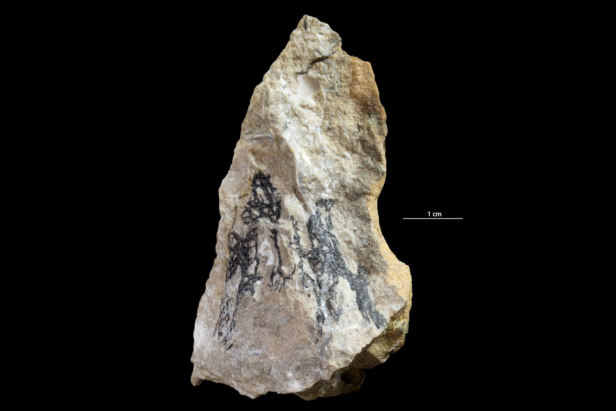 Cephalodiscida | Fossiilid.info