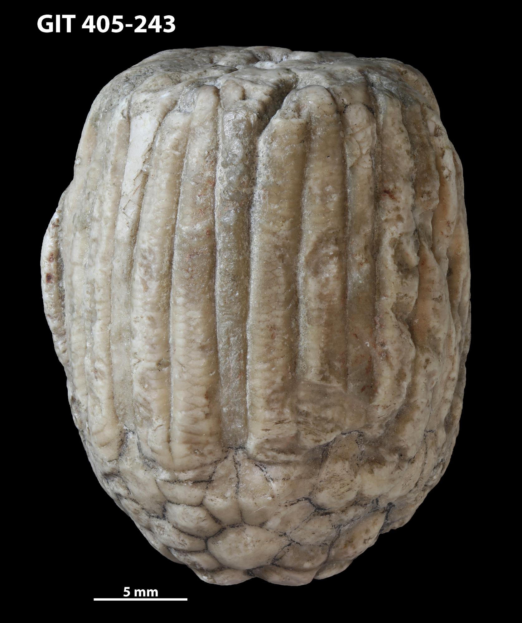 Eucalyptocrinites | Fossiilid.info