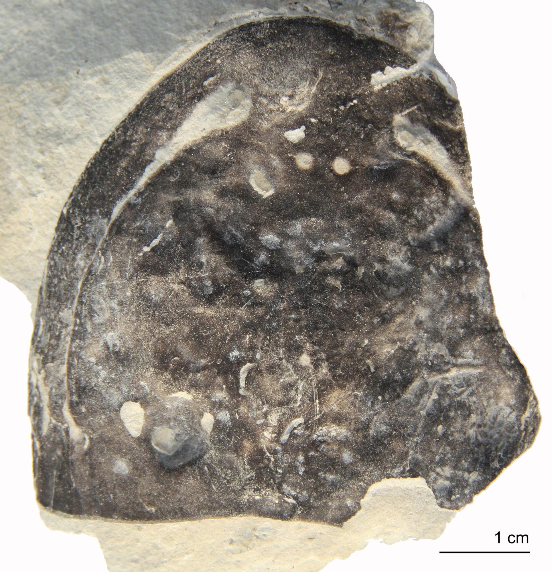 Ateleaspidiformes | Fossiilid.info