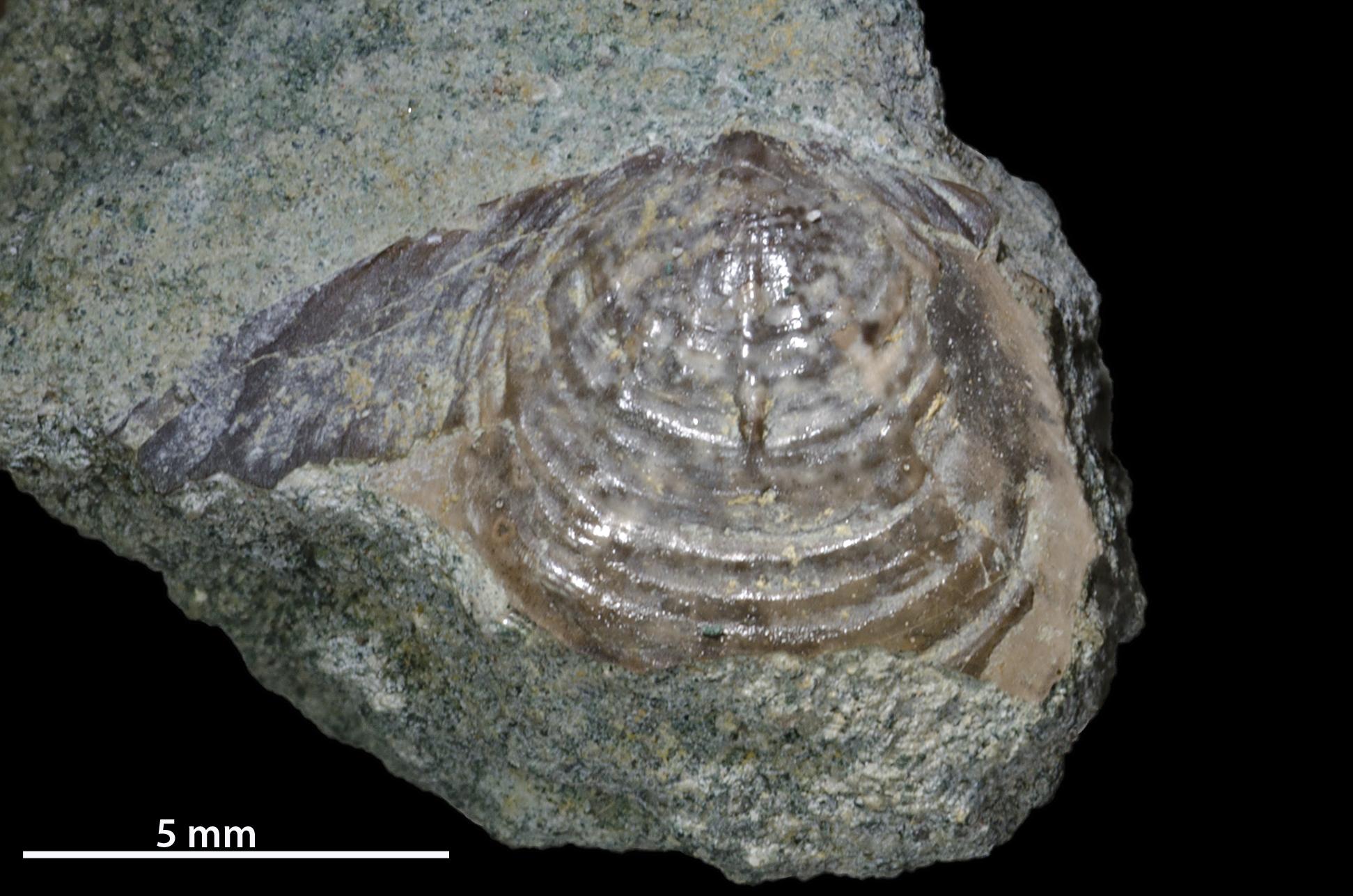 Paldiskia | Fossiilid.info